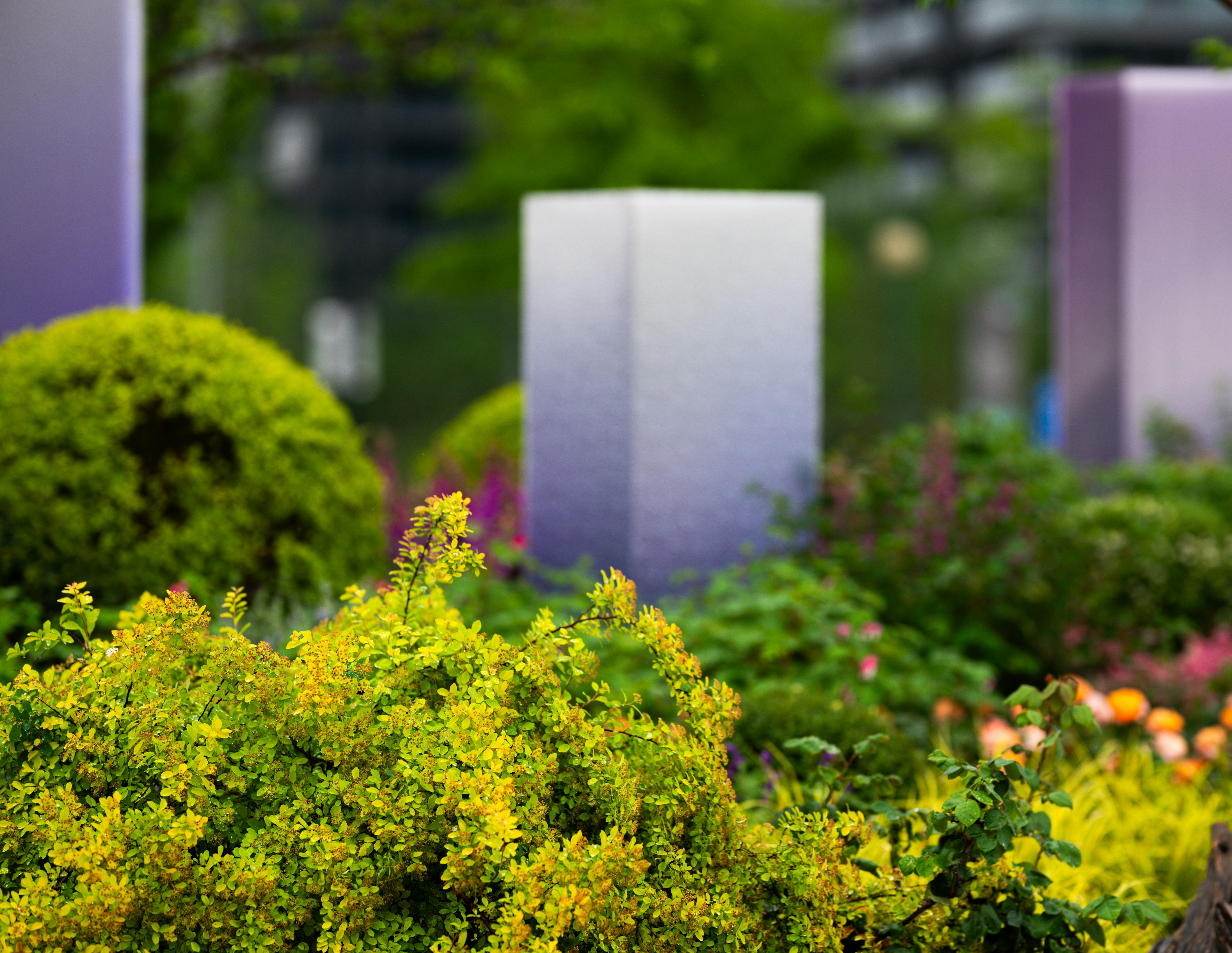 A big clump of green plants