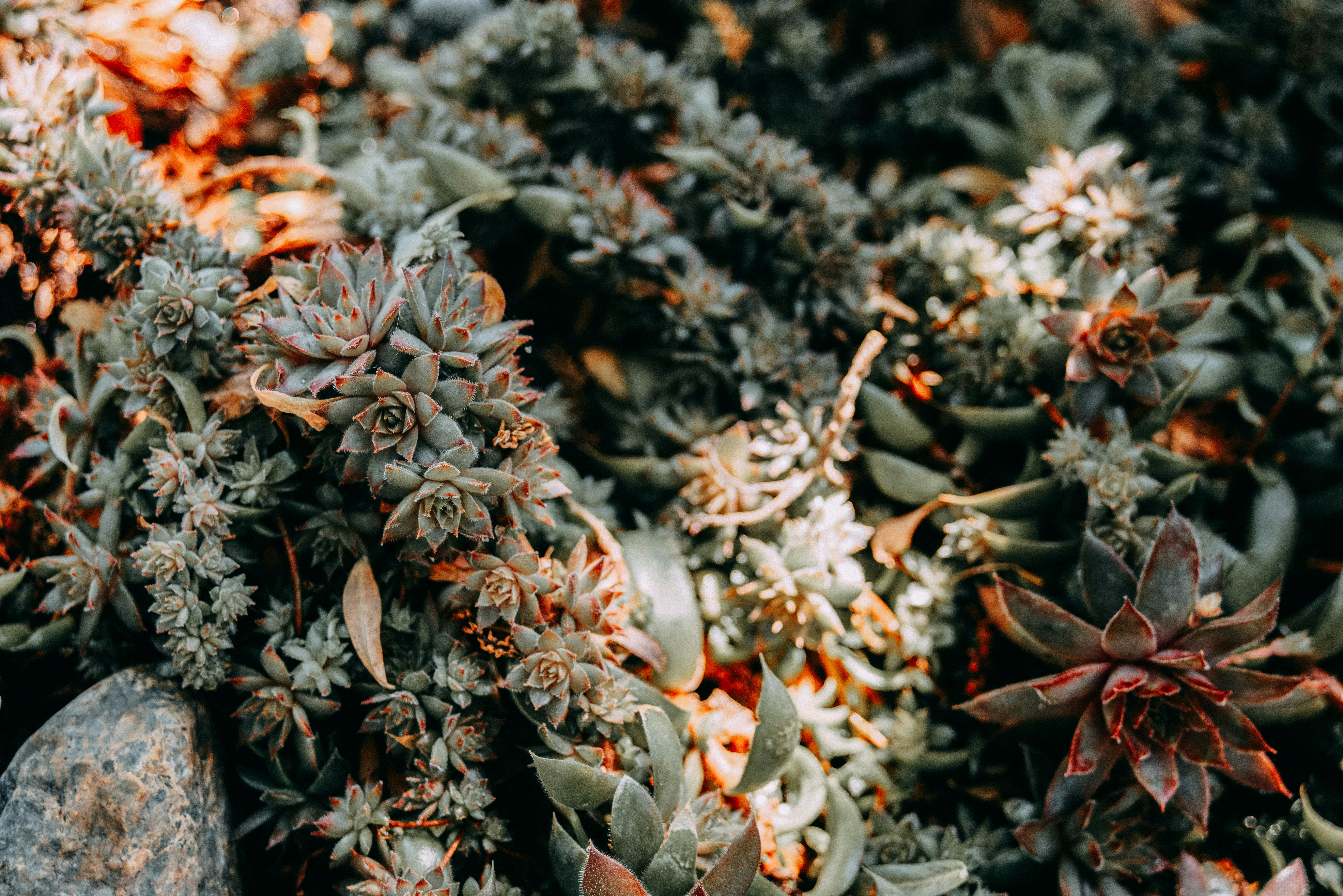Desert Green: A Close-Cropped Chorus of Succulent Textures