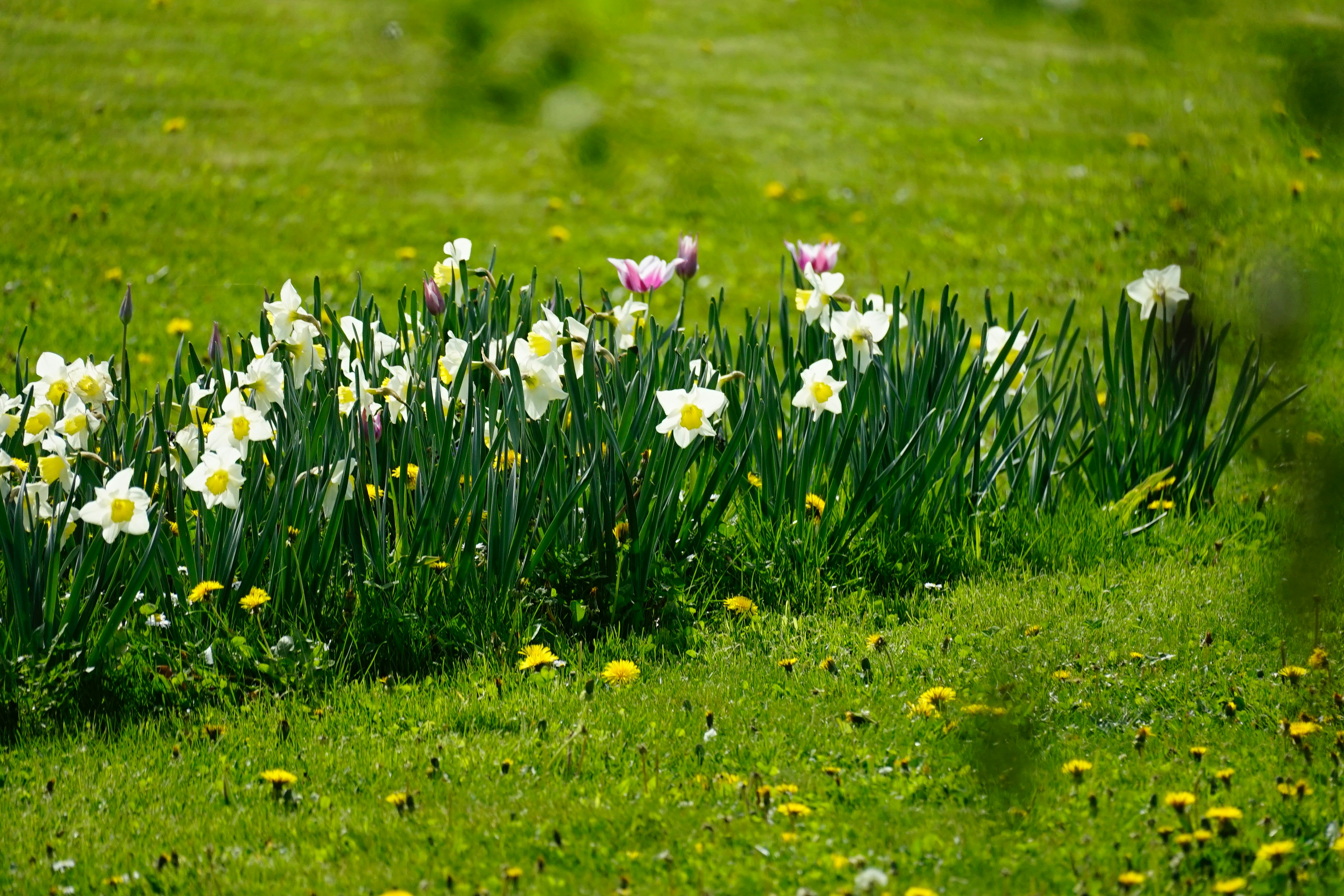 A Ribbon of Daffodils: White and Yellow Blooms in a Sunlit Meadow