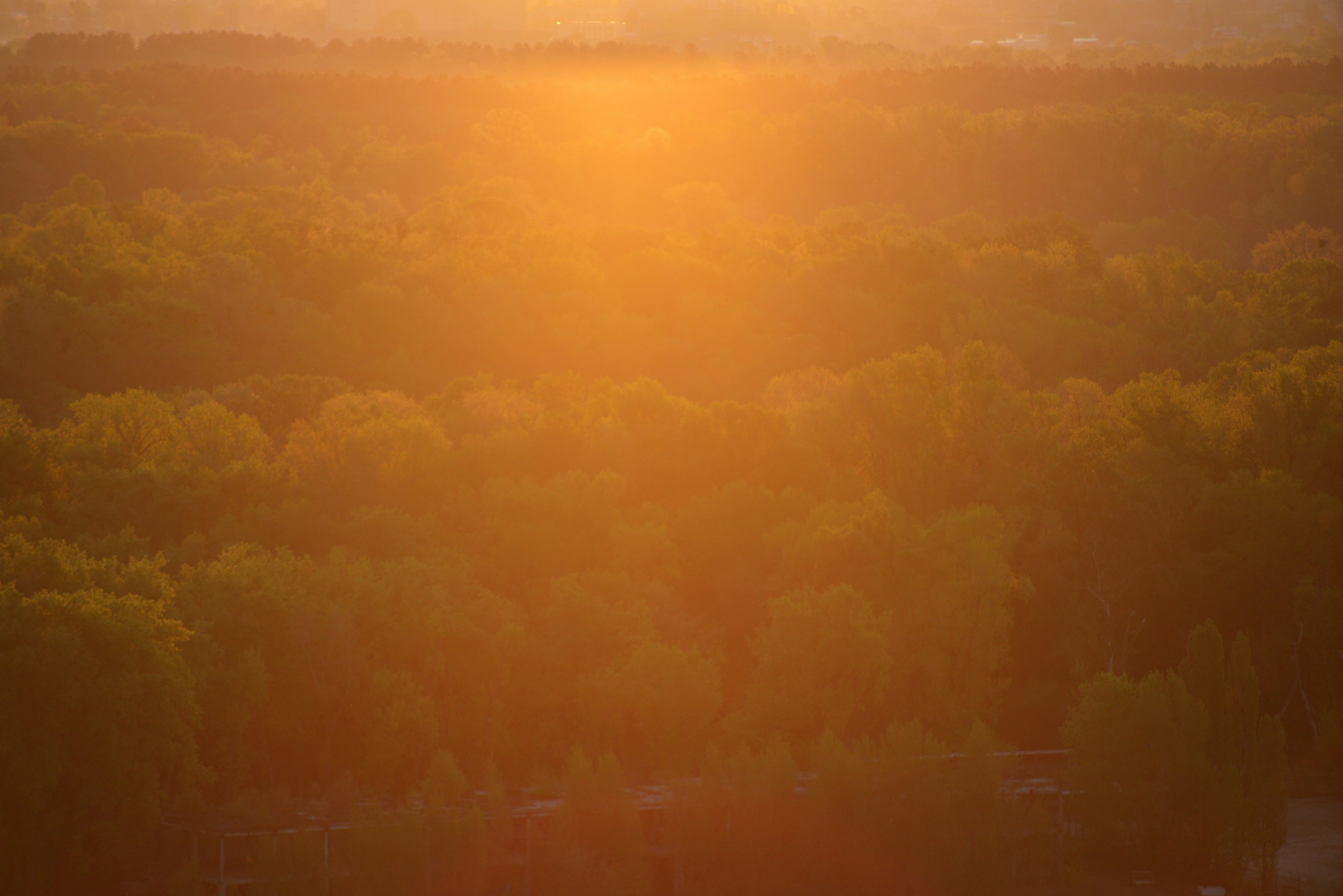 Sunbeam Through the Autumn Canopy: Quiet Forest Embers in Backlit Glow