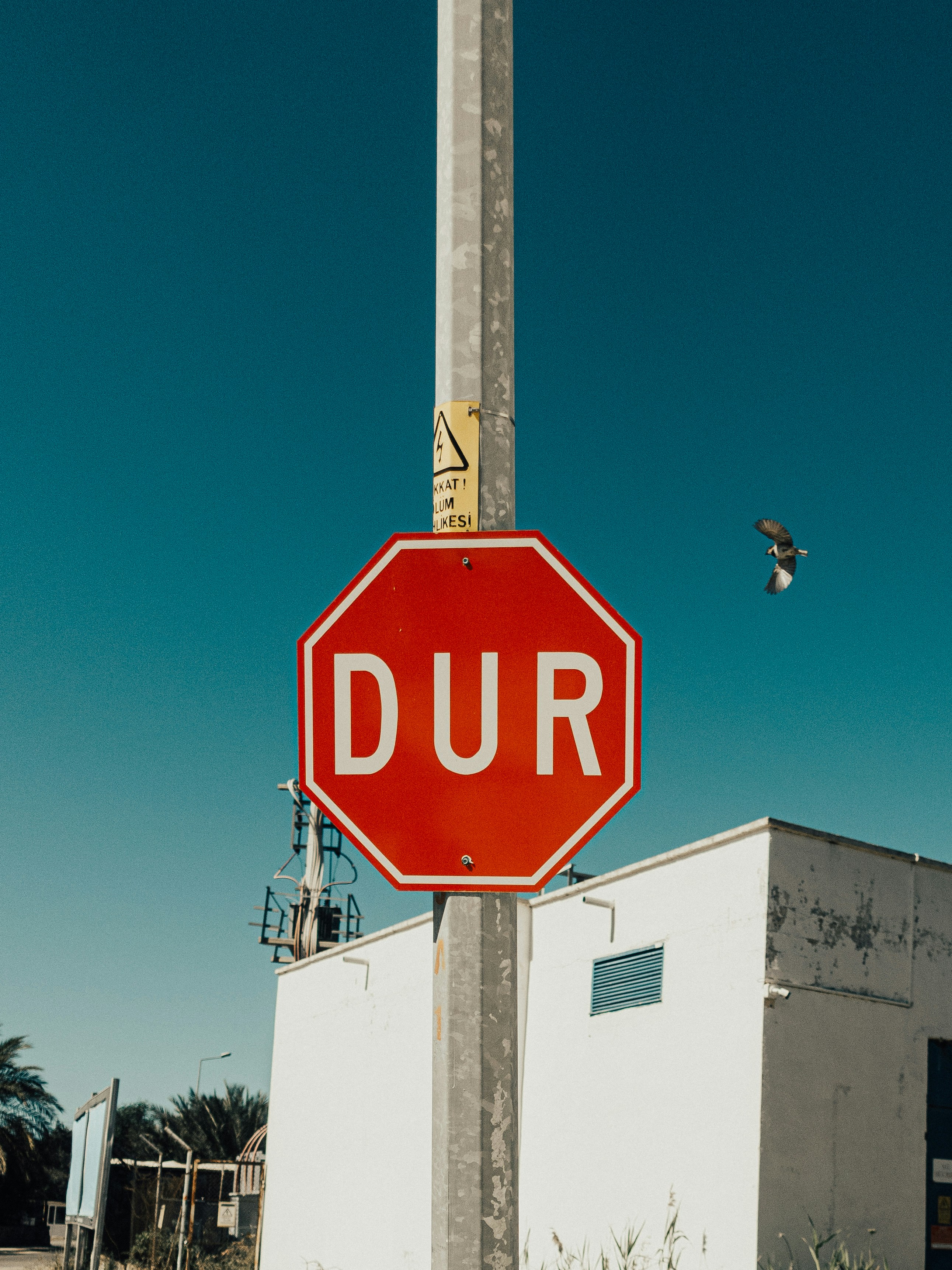 DUR Stop Sign Against a Teal Sky, with a Bird Crossing the Frame