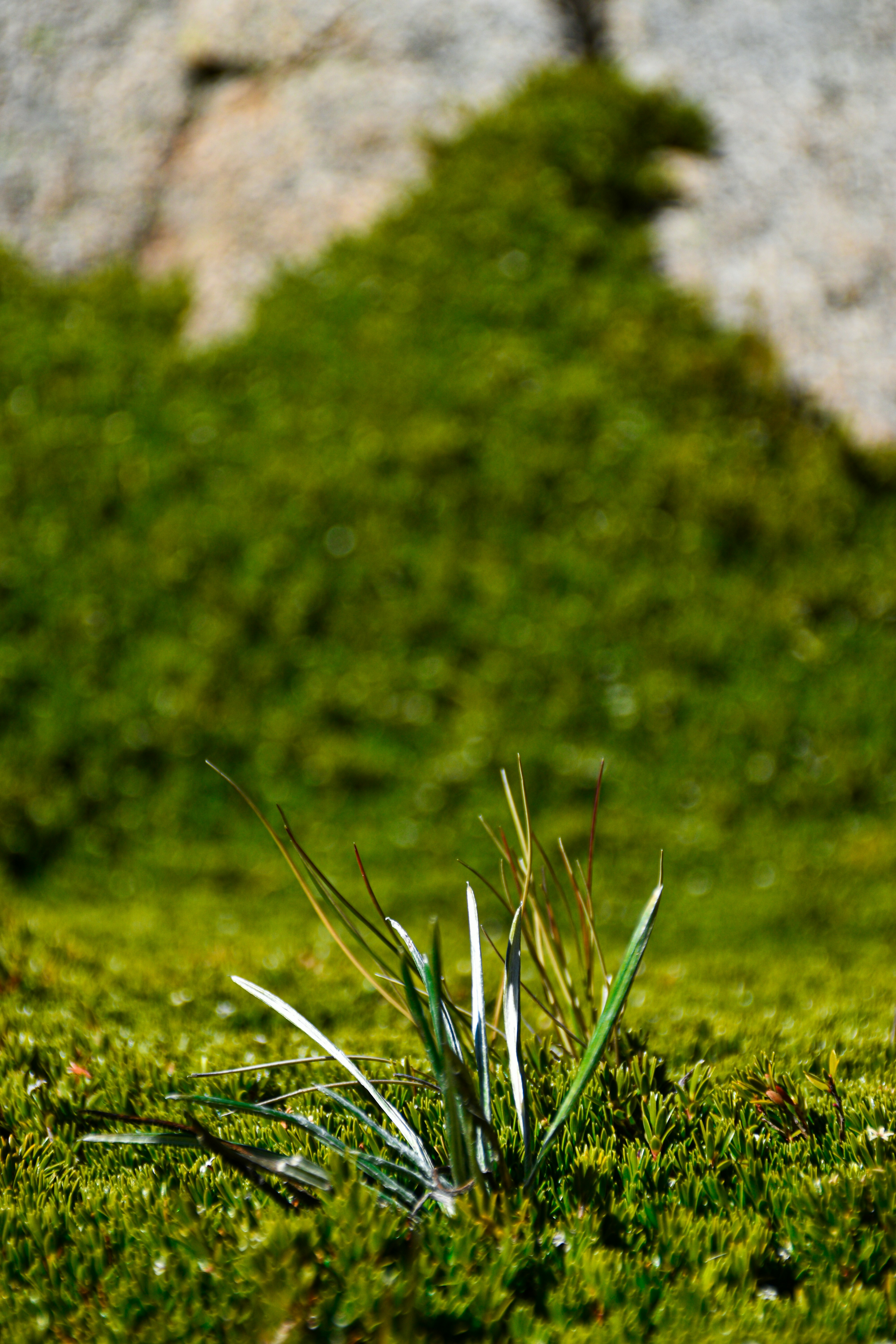 A small bird standing on a moss covered ground photo – Free Green Image ...