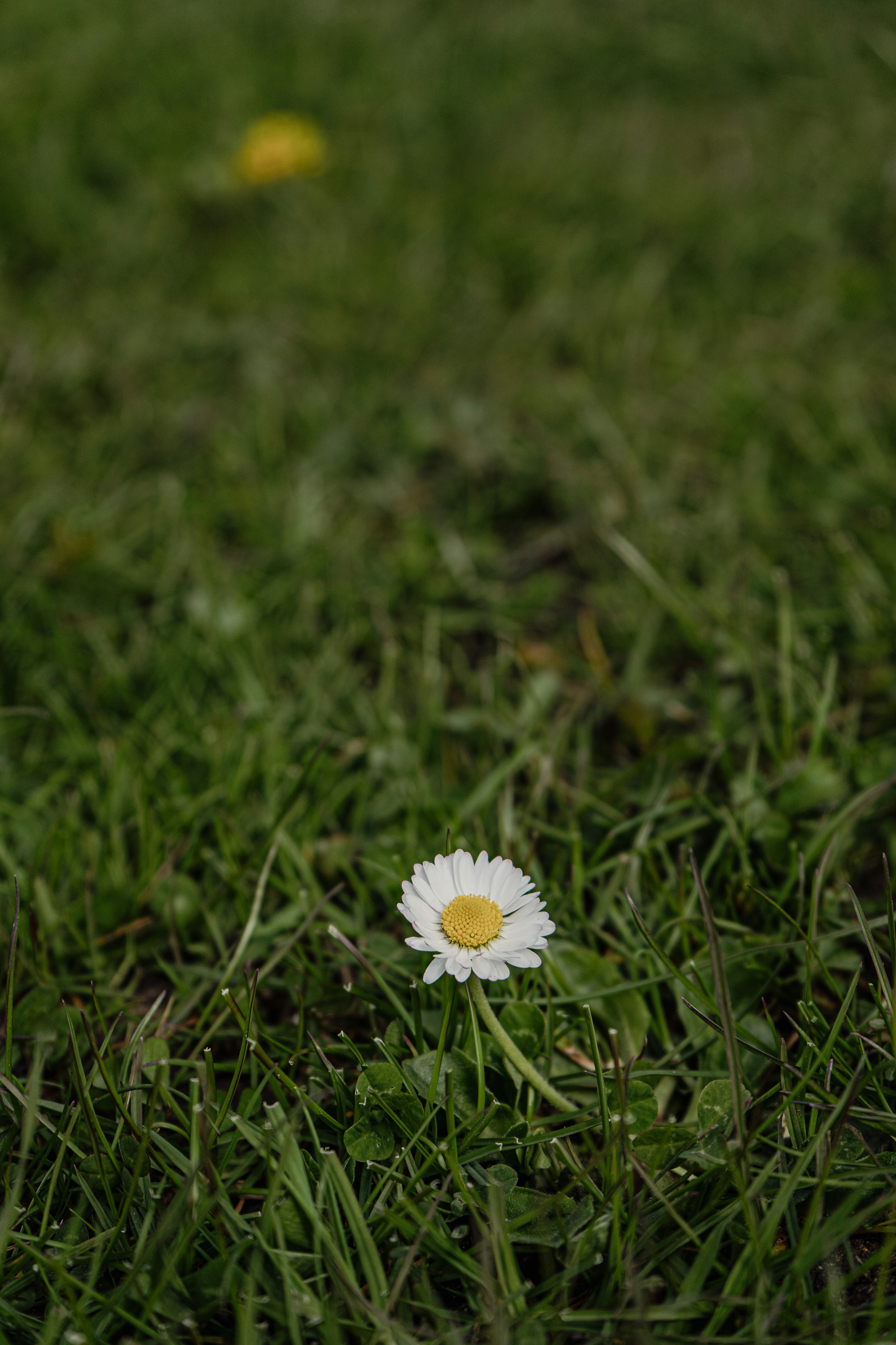 Lone Daisy on a Velvet Meadow