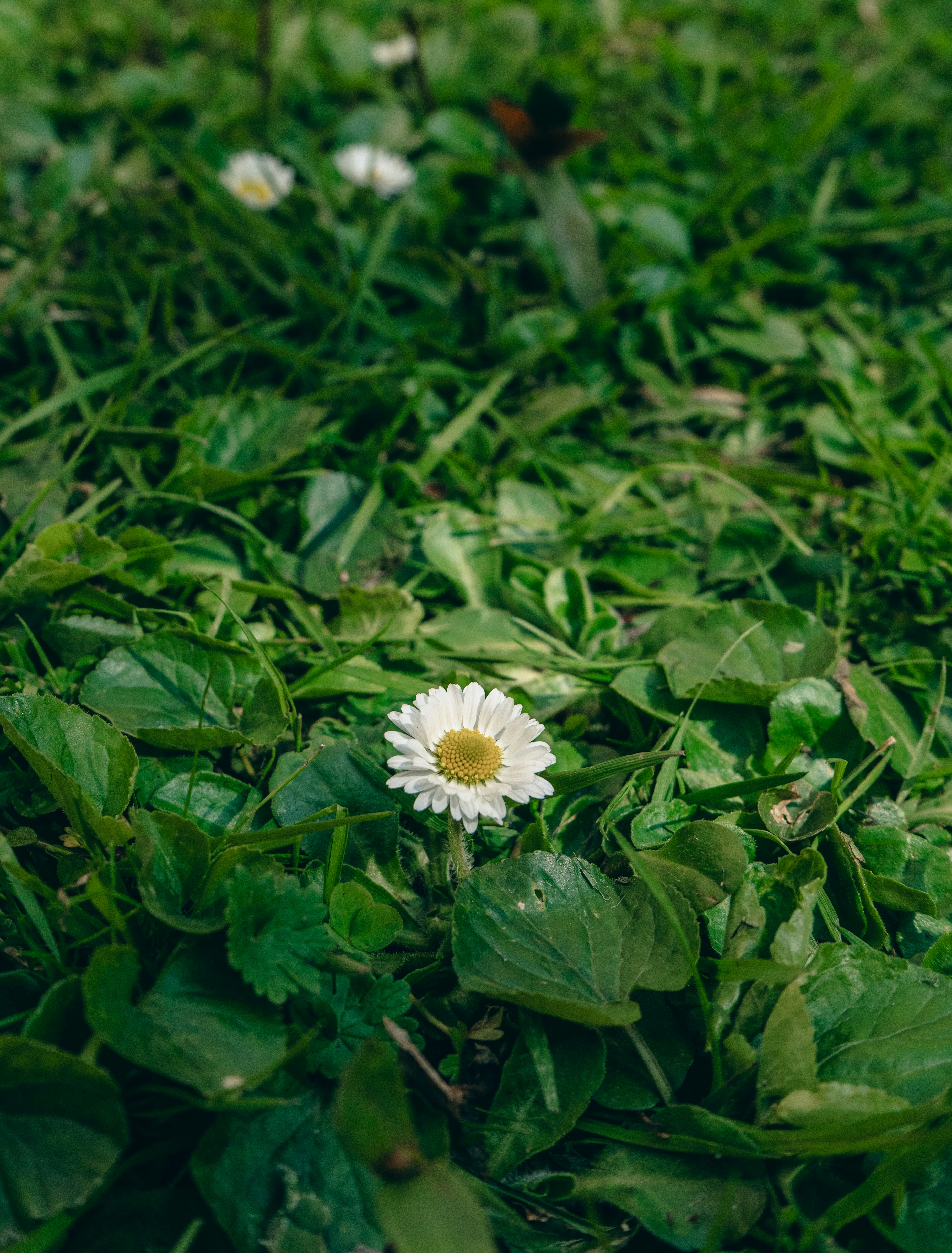 Minor Meadow Bloom: a single white daisy anchors a sea of green
