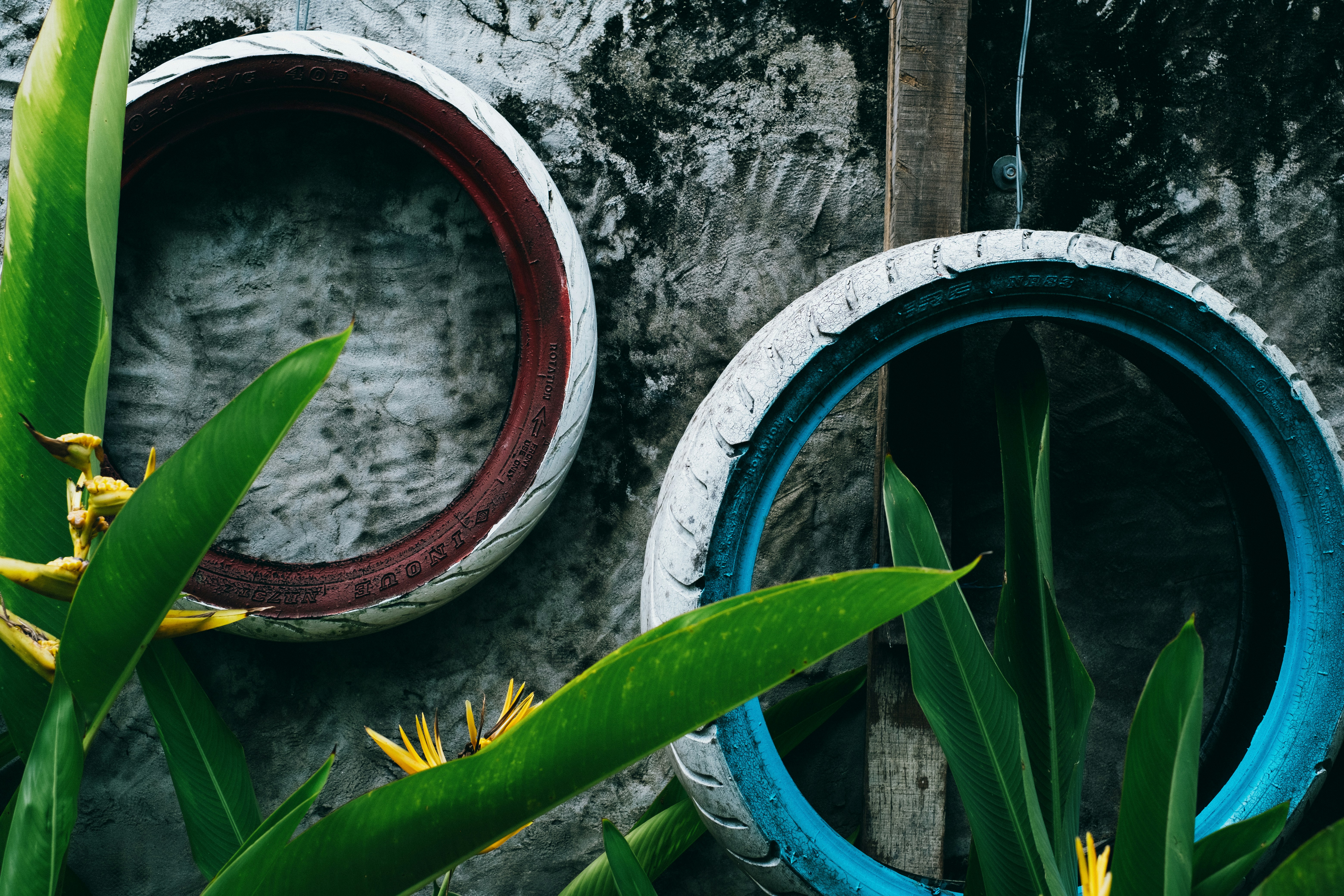 Neon Blue Tire Planters Framing Greenery Against a Weathered Wall