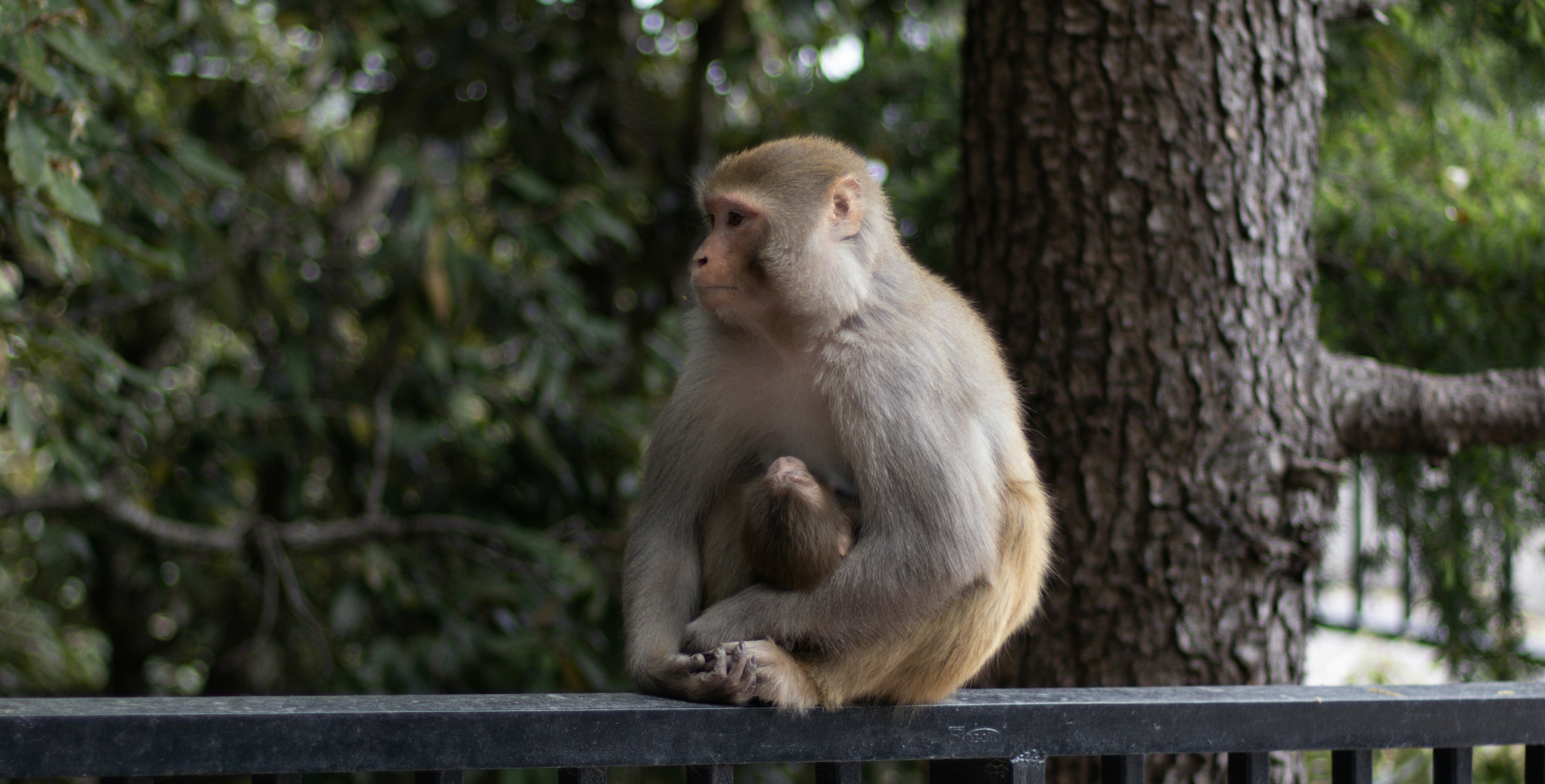 A monkey is sitting on a rail near a tree photo – Free Monkey Image on ...