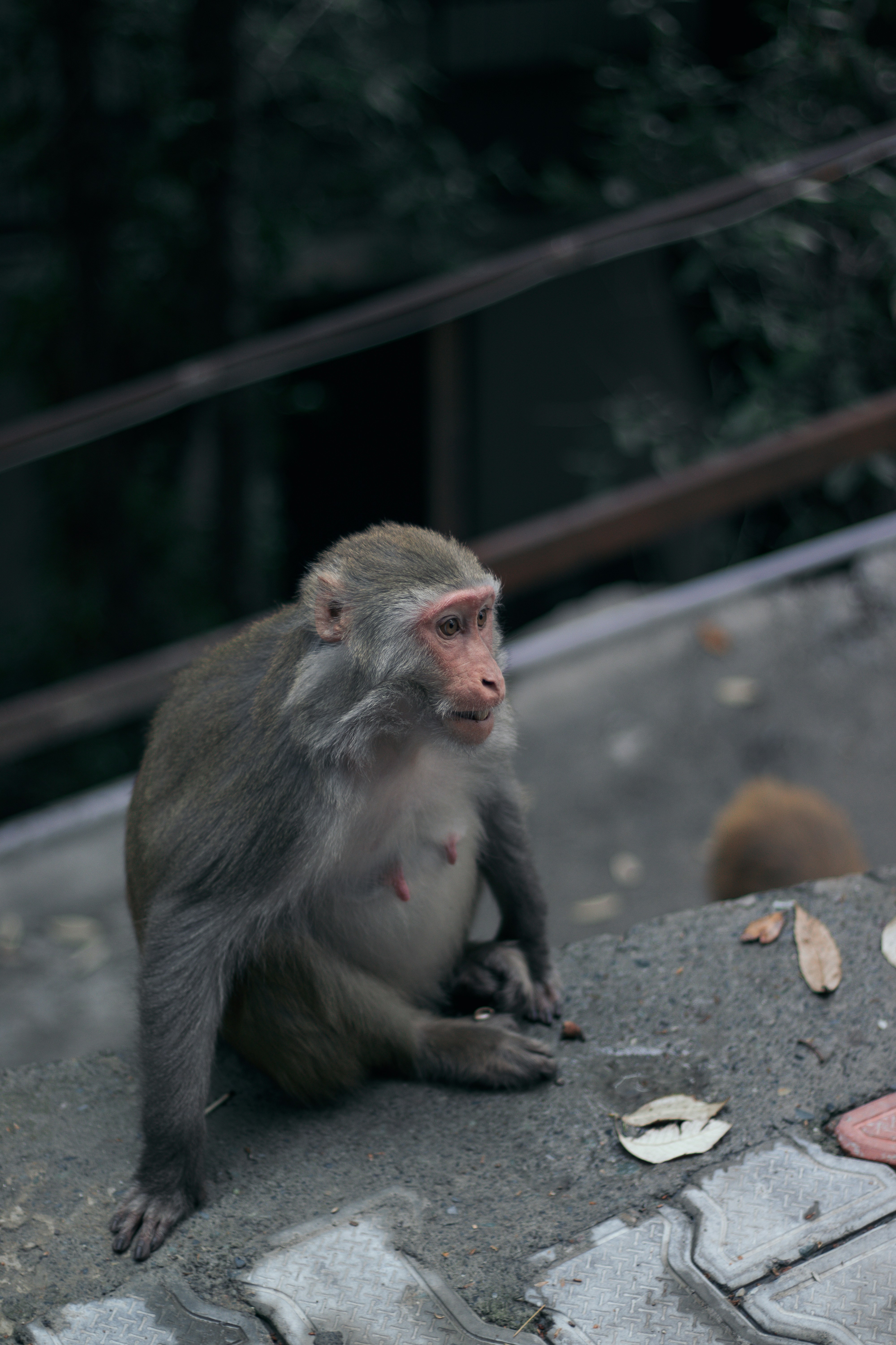 Macaque at the Edge: A Quiet Moment on the Concrete Terrace.
