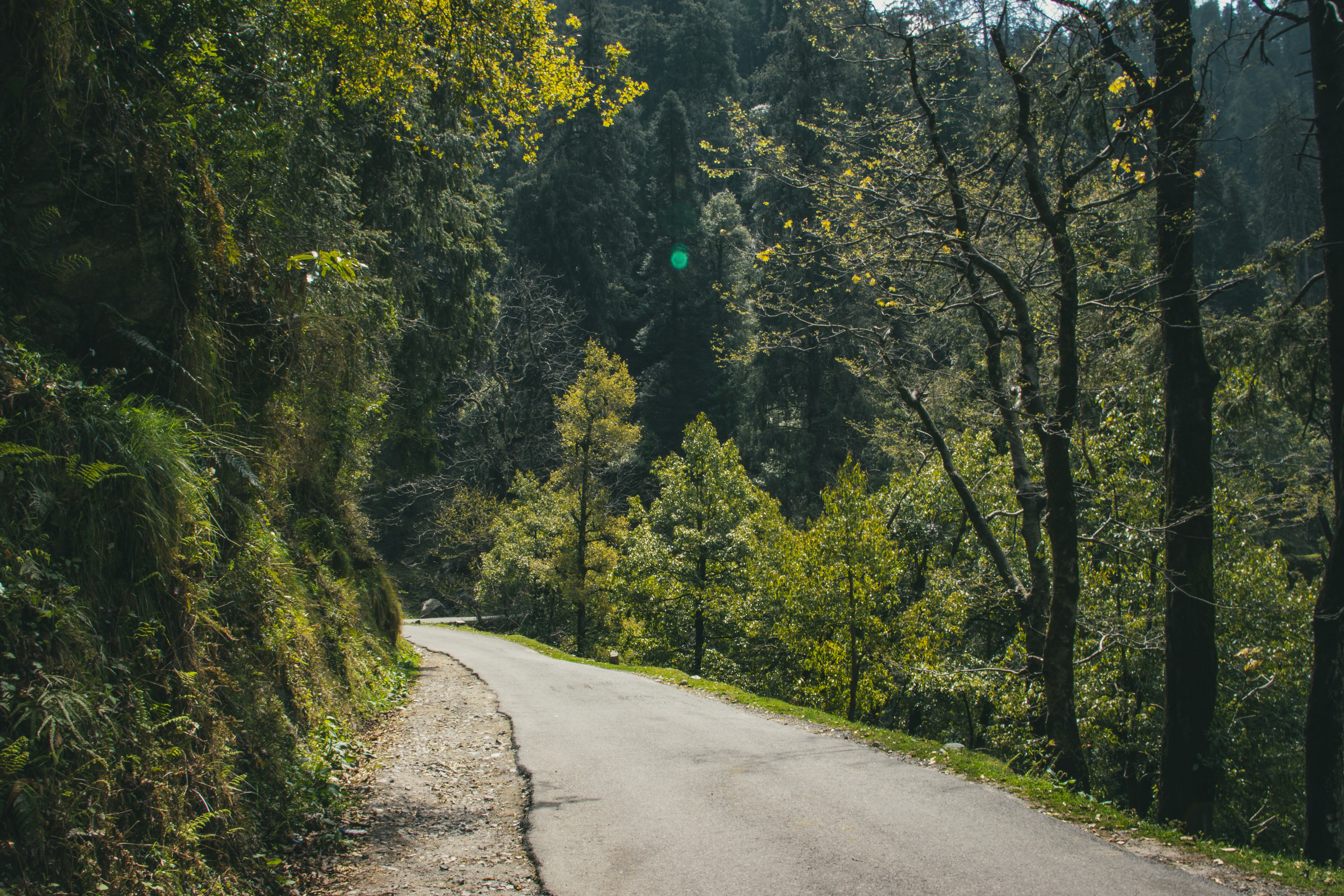 Curved road bordered by vibrant autumn foliage, leading into a serene forest landscape. Sunlight filters through the trees, enhancing the scene's tranquility.