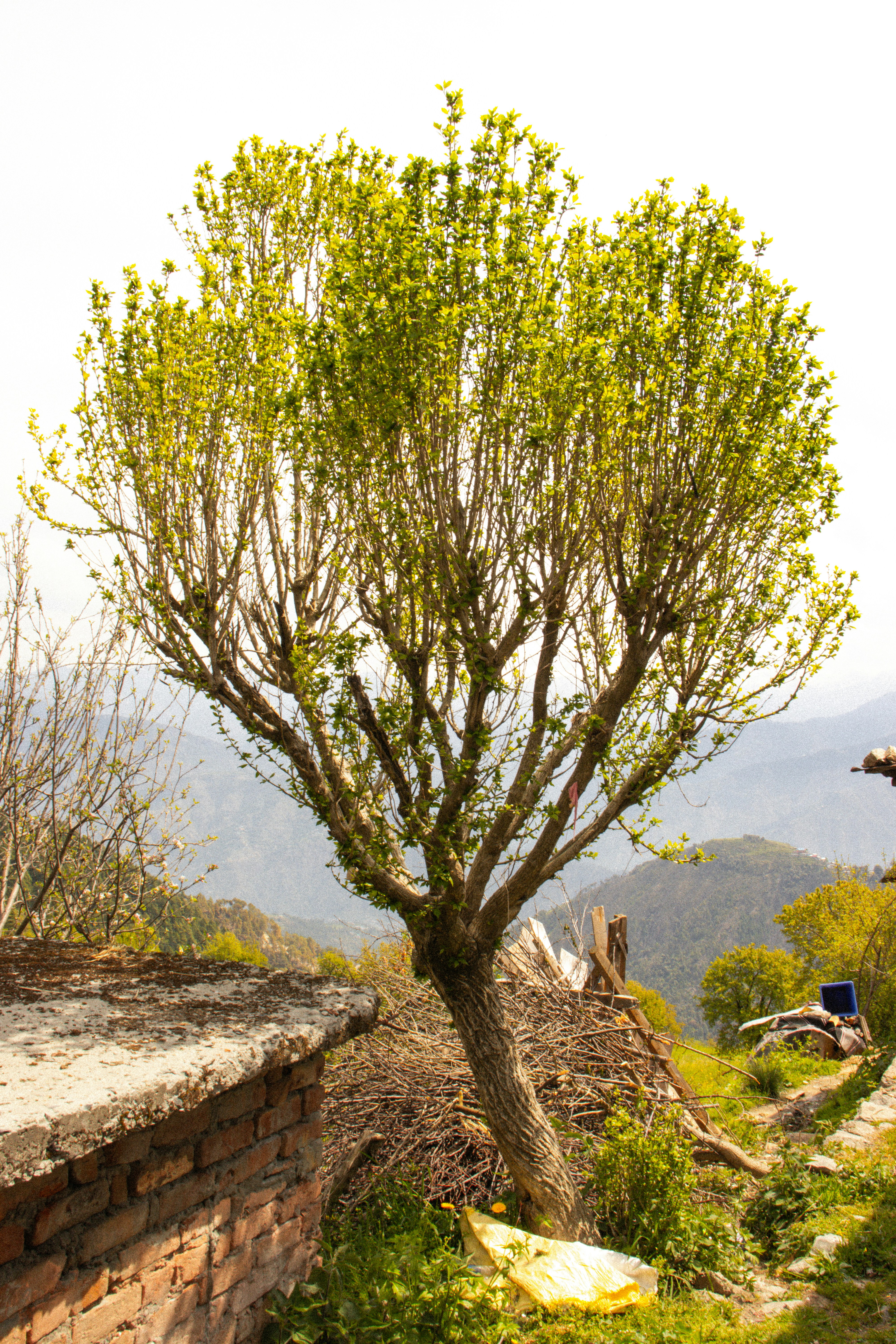 Leaning Tree Framing a Sunlit Terrace Over the Valley