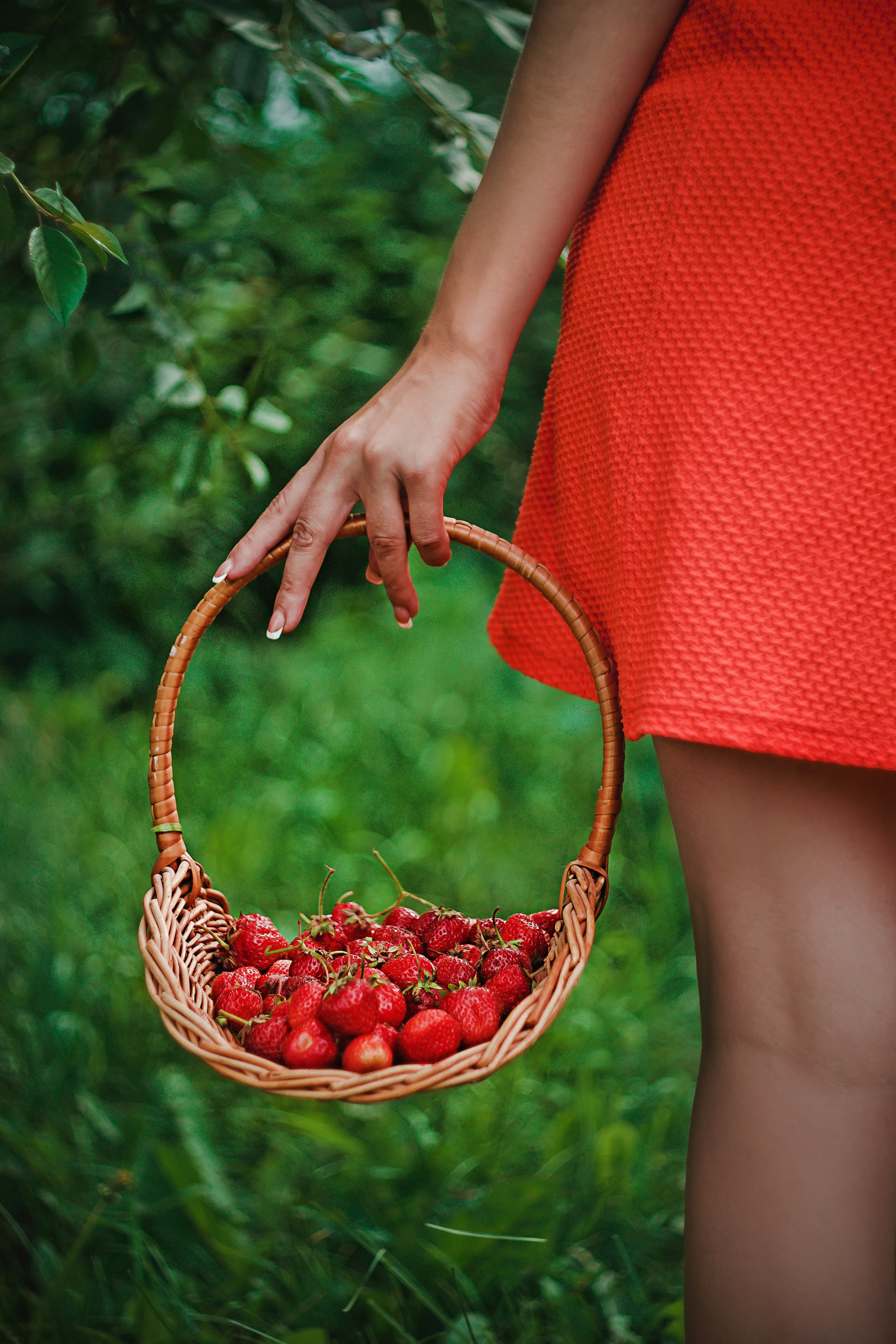 Crimson Harvest at the Garden Edge