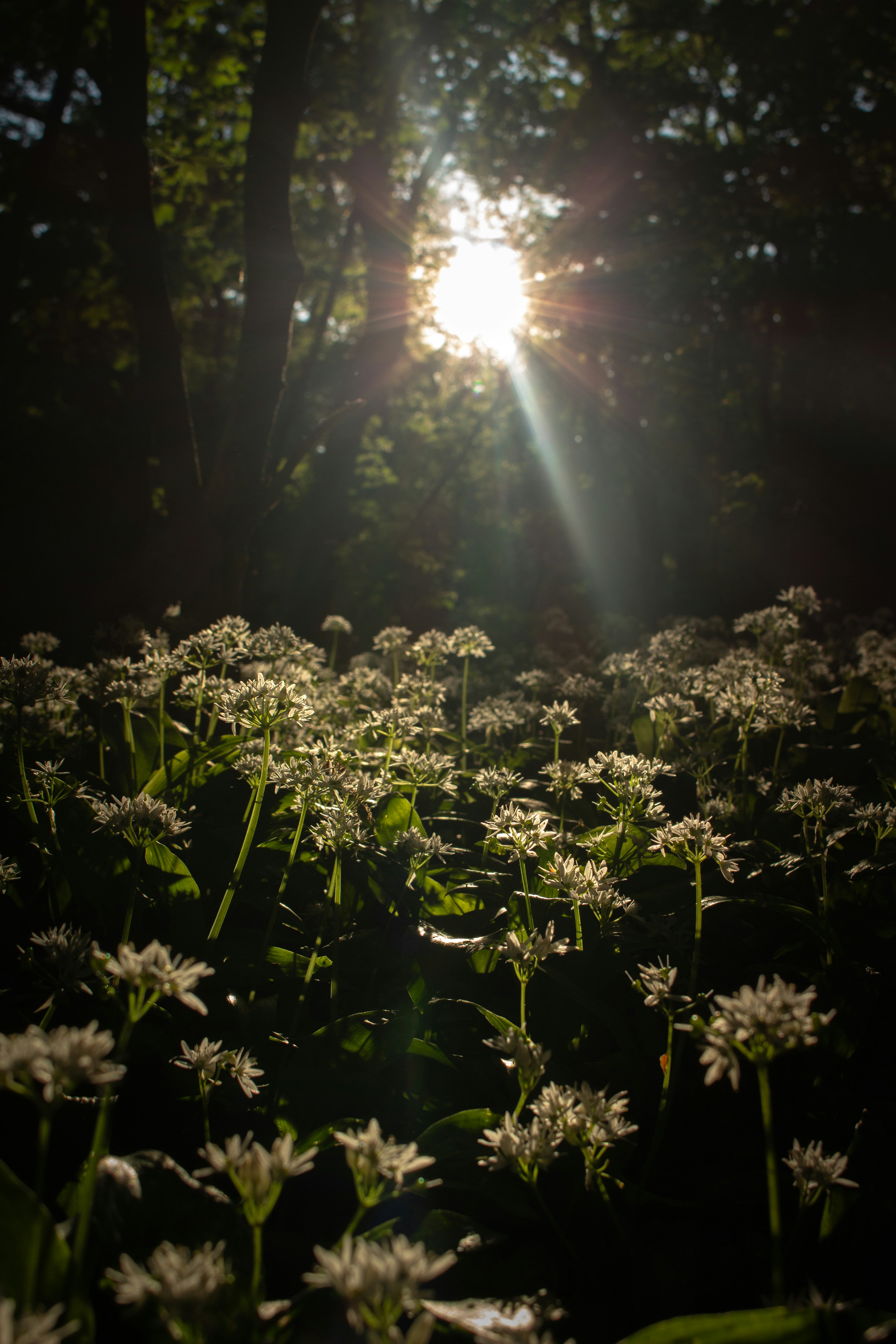 Sunlit Meadow in Soft Focus under a Forest Canopy