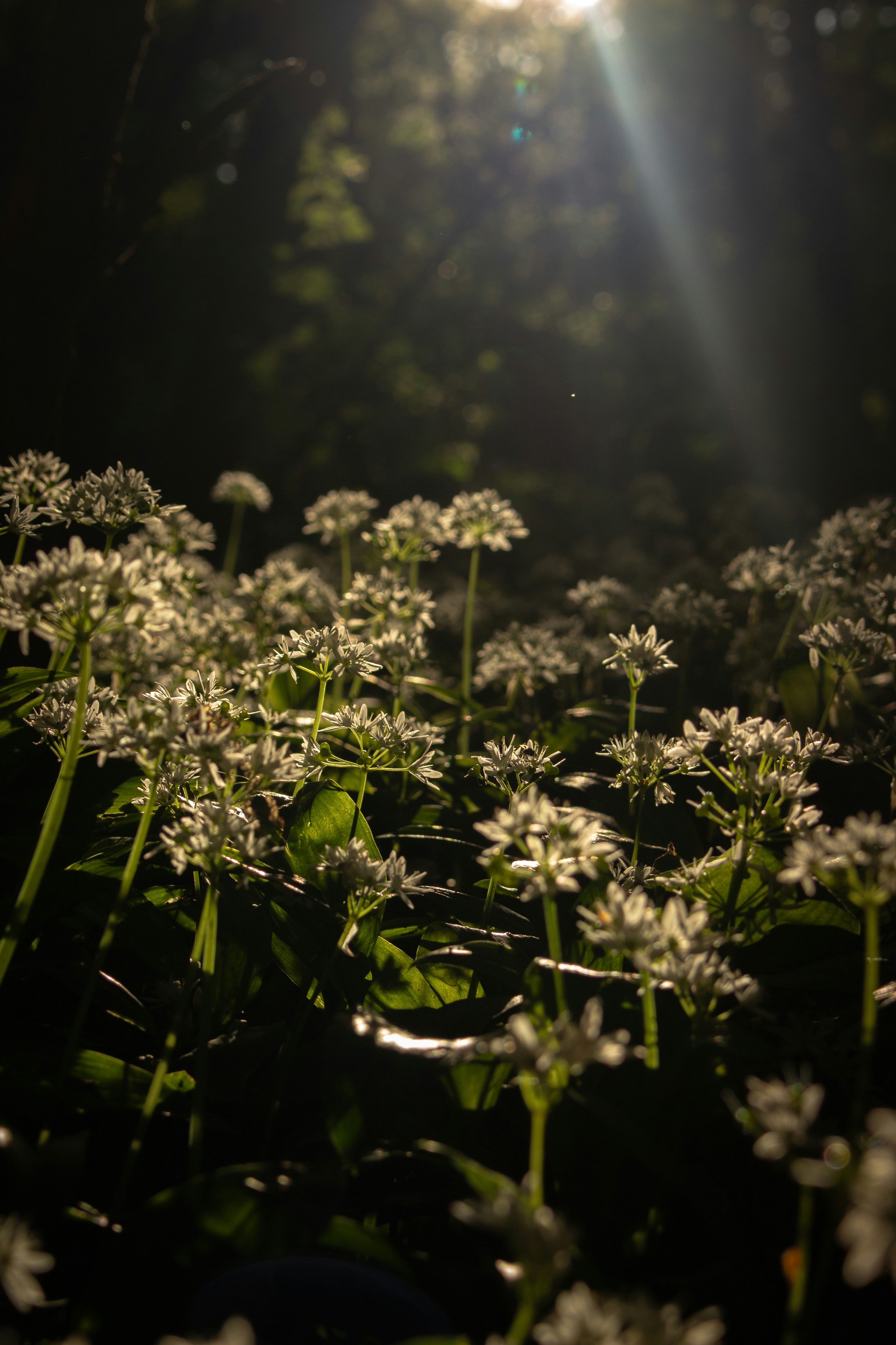 Beam of Light over a Meadow of White Starflowers in a Shadowed Forest