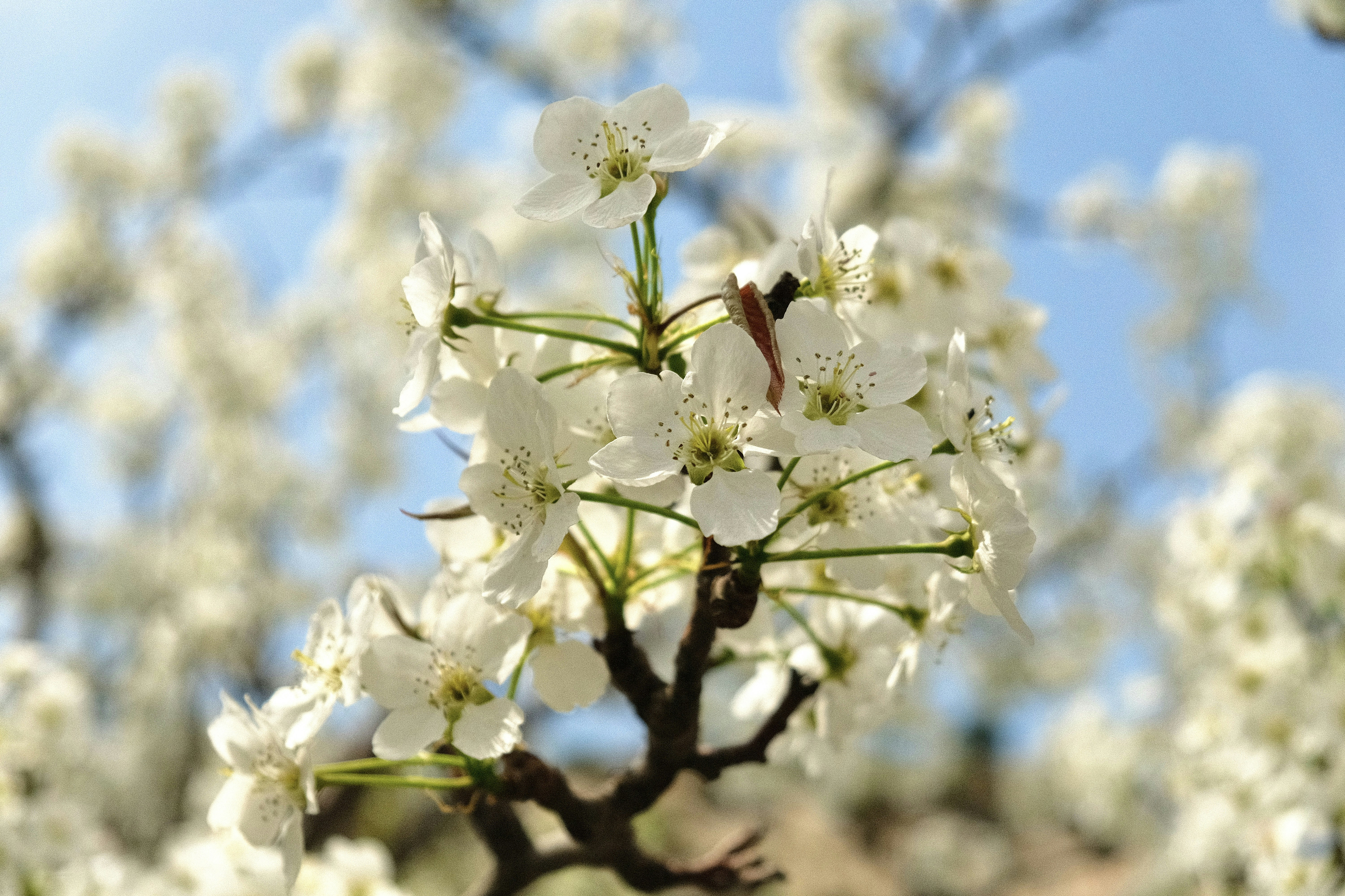 White blossoms cluster on a branch against a clear blue sky.