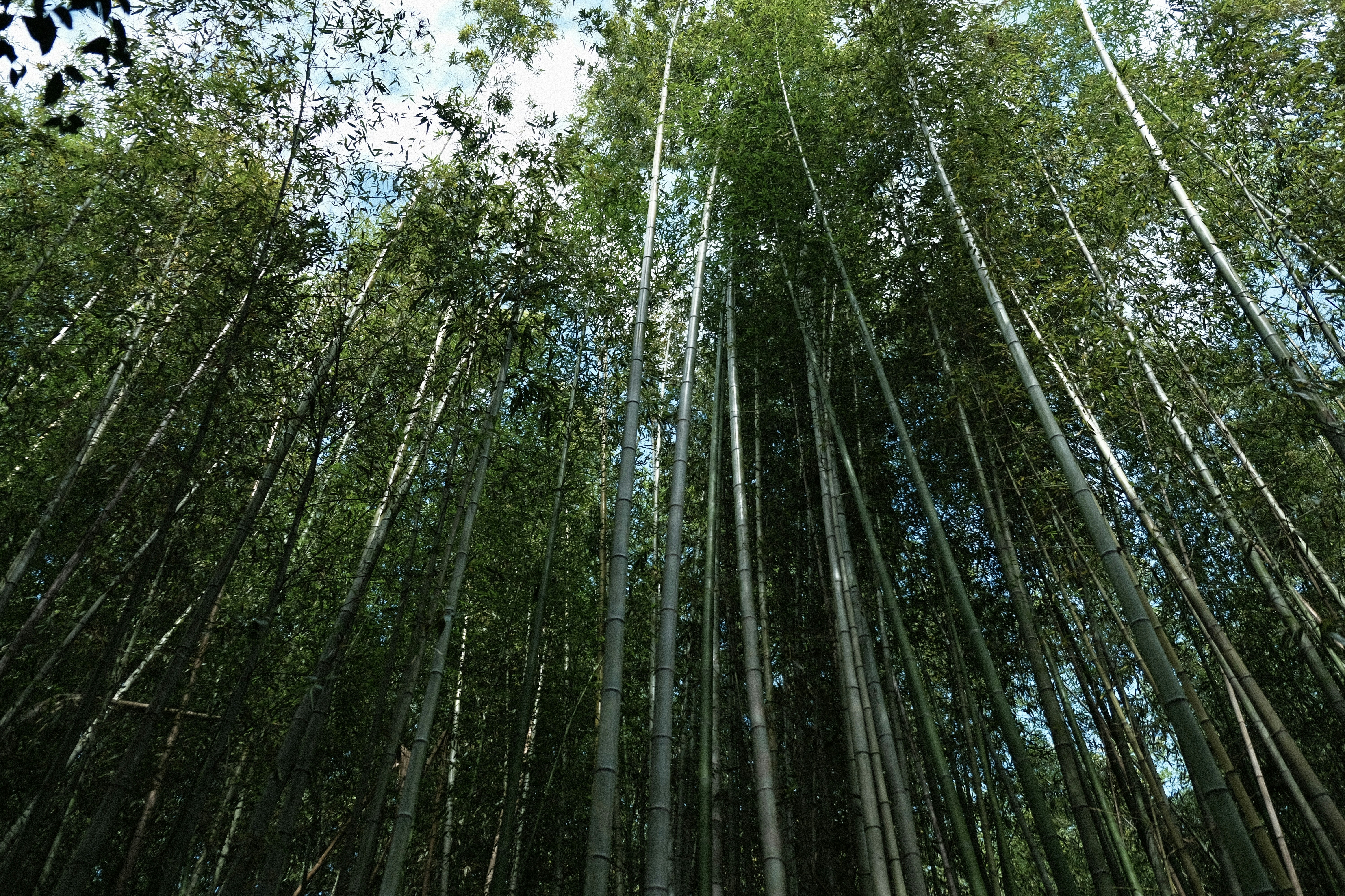 Bamboo Cathedral: Light Threads Between Tall Giants