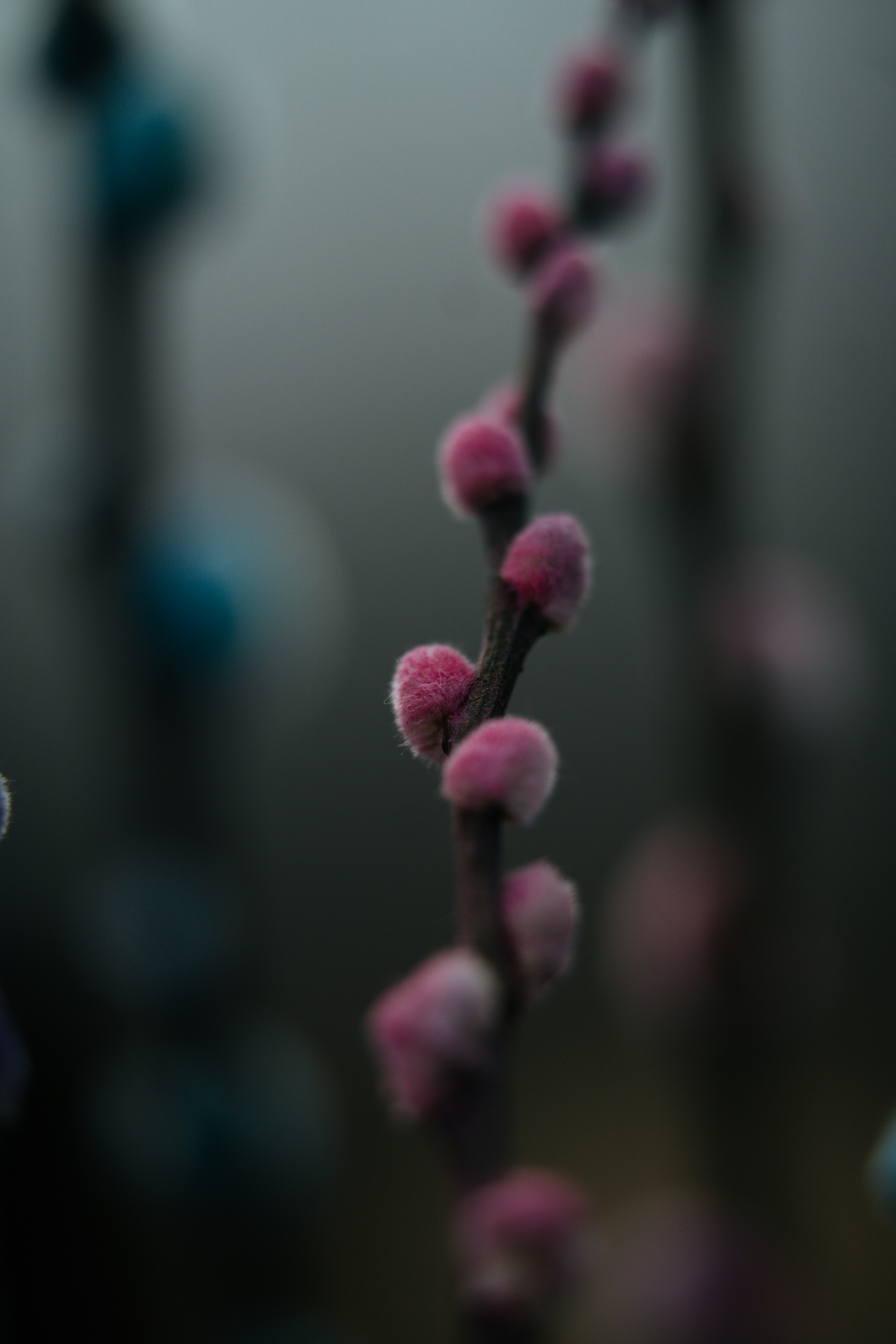 Pink Buds in Soft Focus: A Gentle Glimpse of Spring Awakening