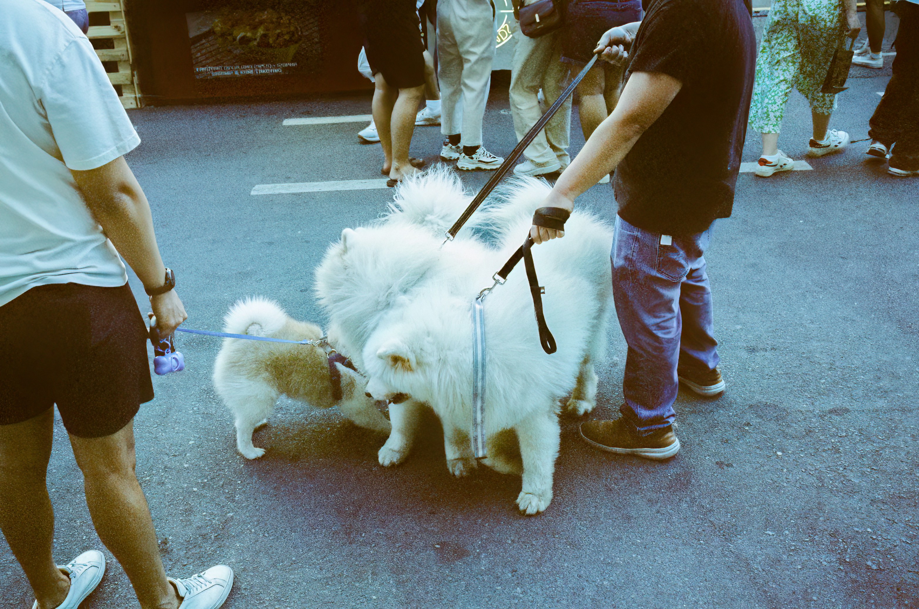A group of people standing around a white dog on a leash photo – Free ...