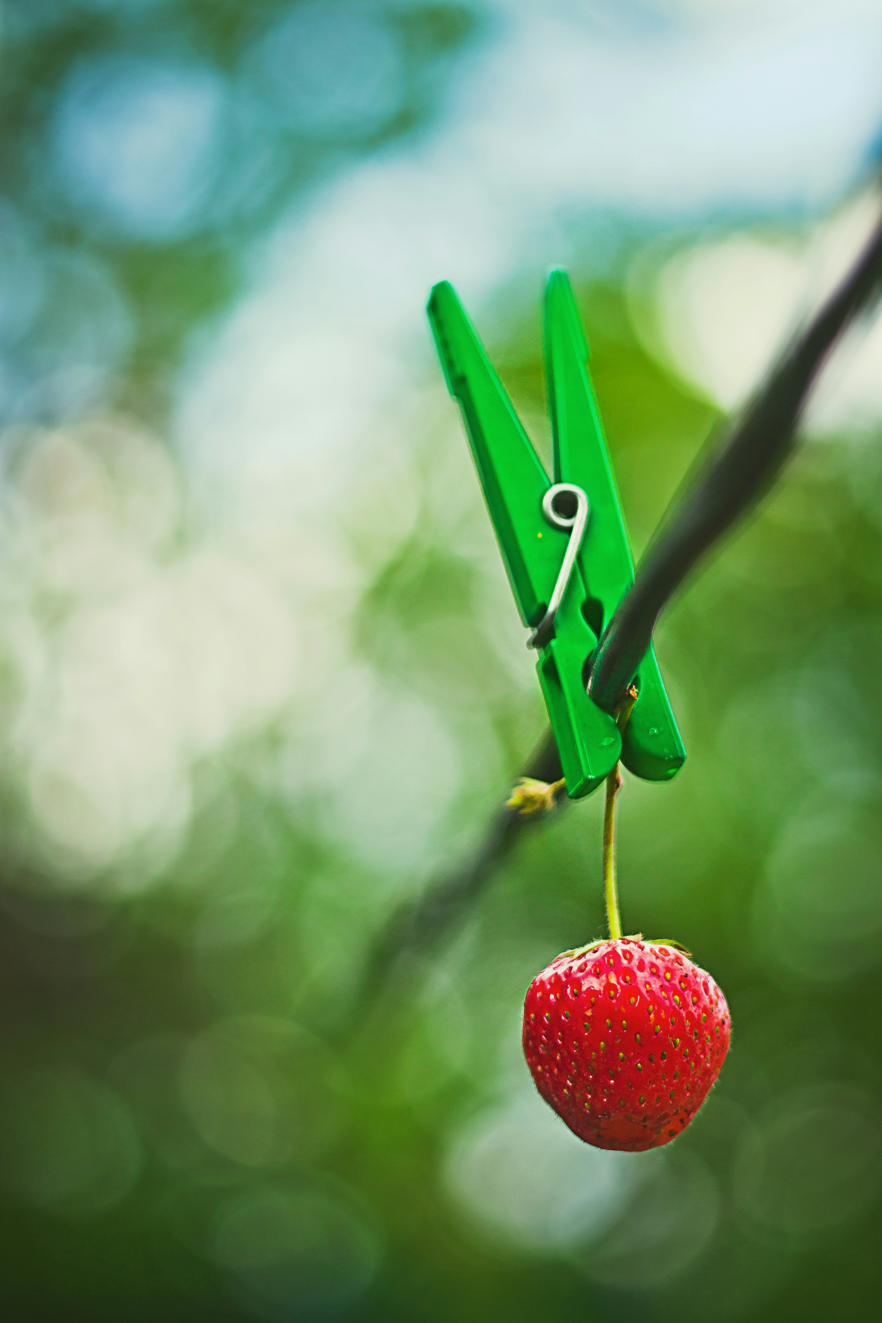 One ripe cherry hangs on a hanger. Blurred background