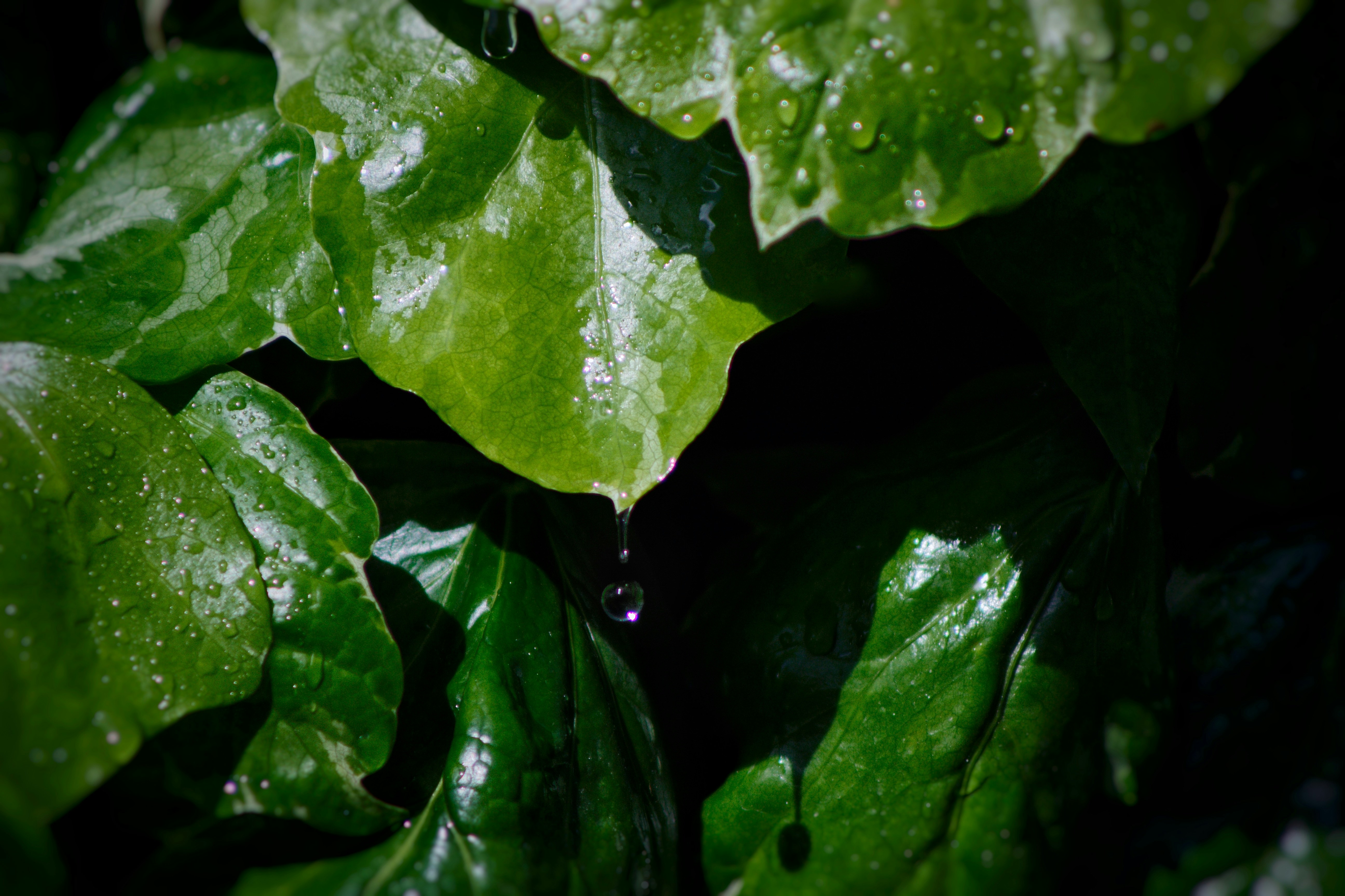 Droplet on a Midnight Green: a close-up of glossy ivy leaves