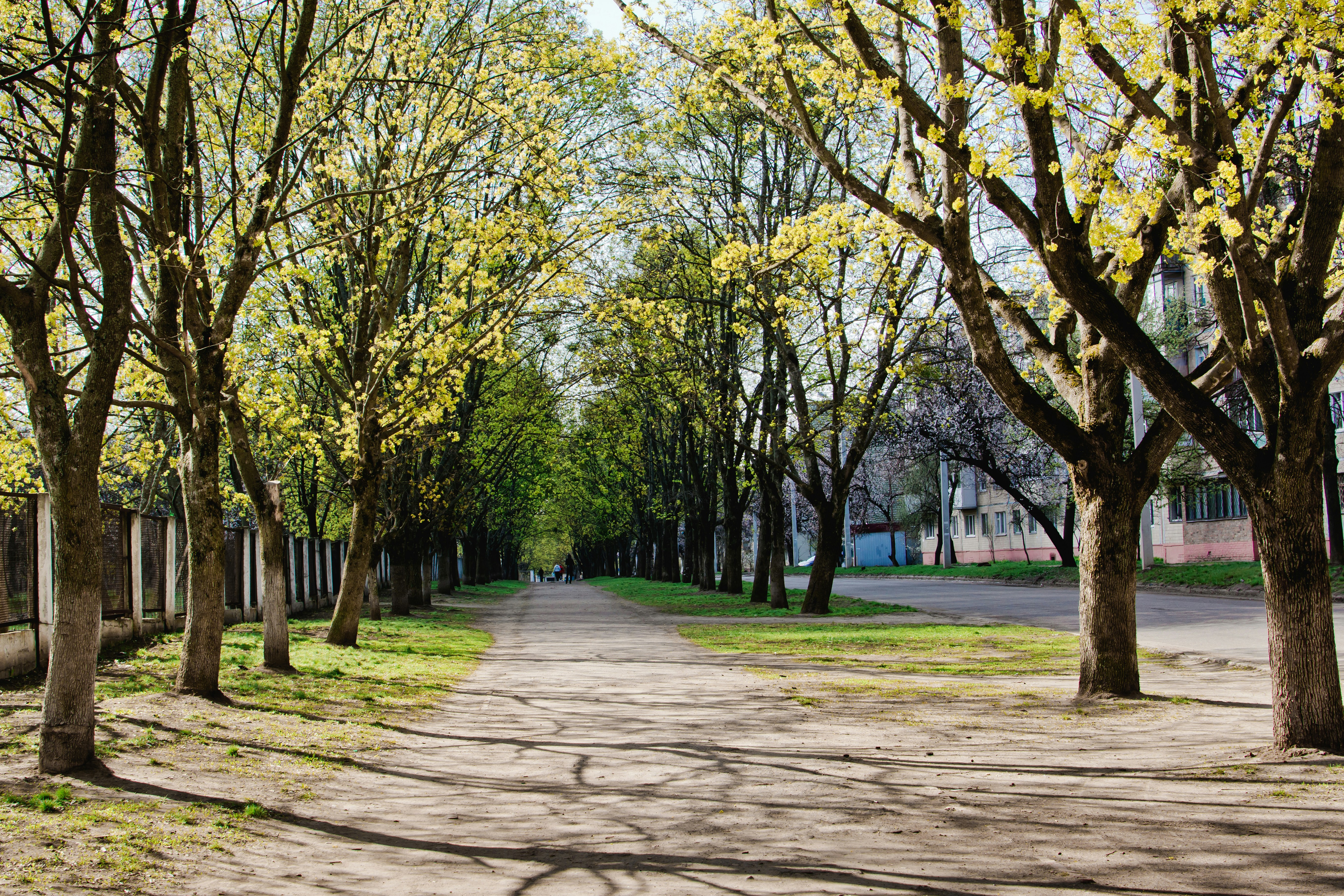 A street lined with trees next to a building photo – Free Kharkiv Image ...