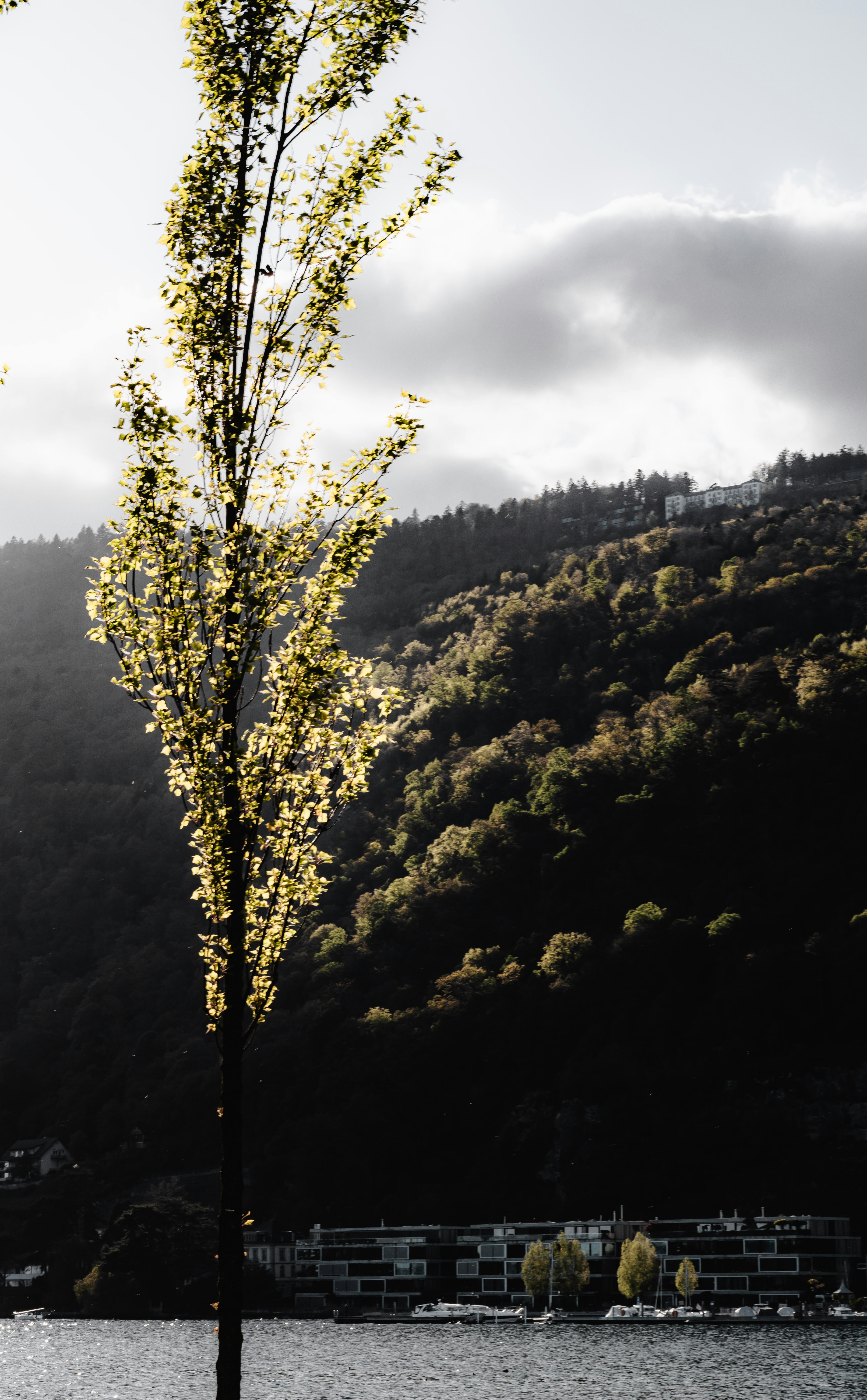 Sunlit Willow by the Lake: A Quiet Trek through Autumn Hills