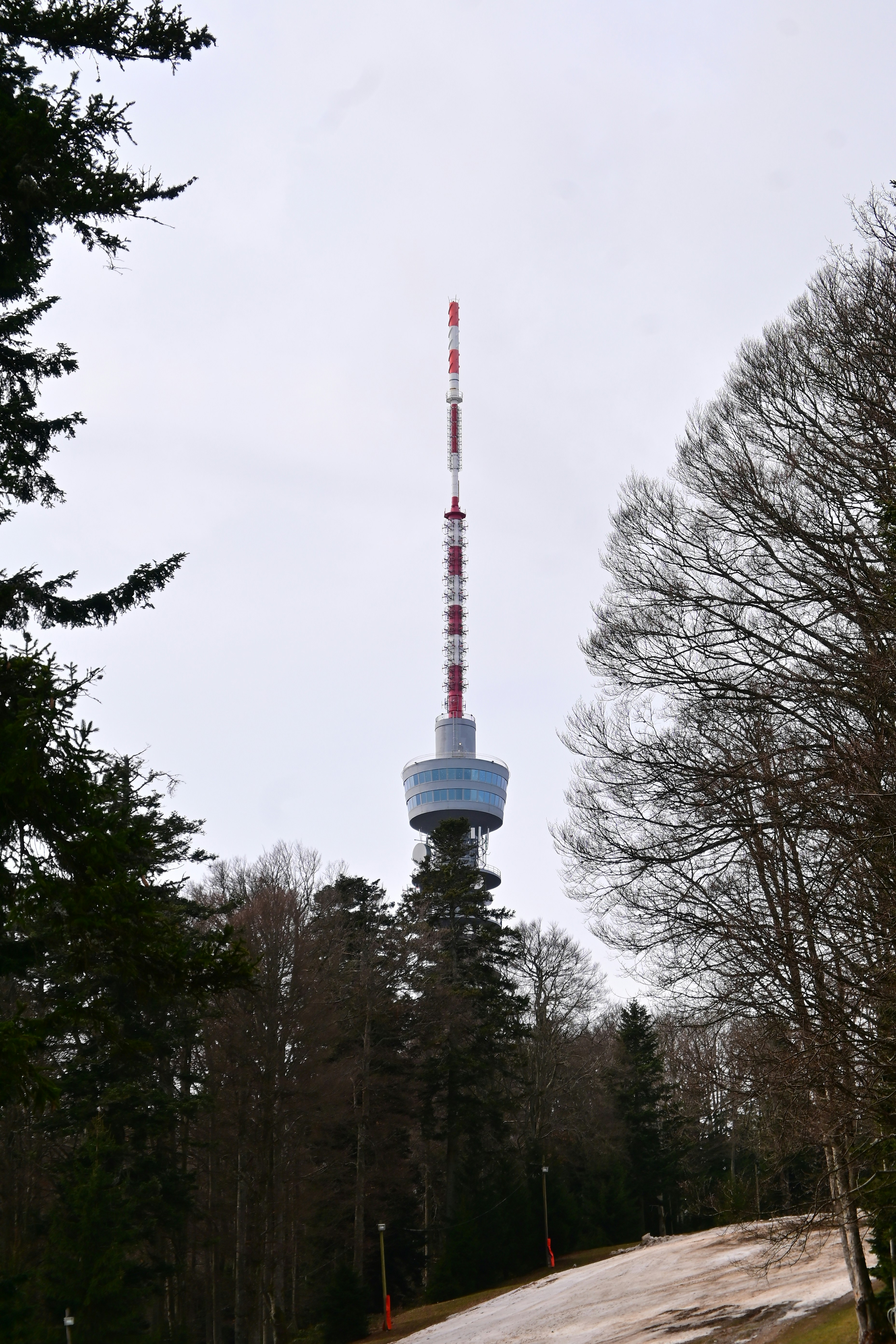 A Towering Presence Amidst Nature's Embrace