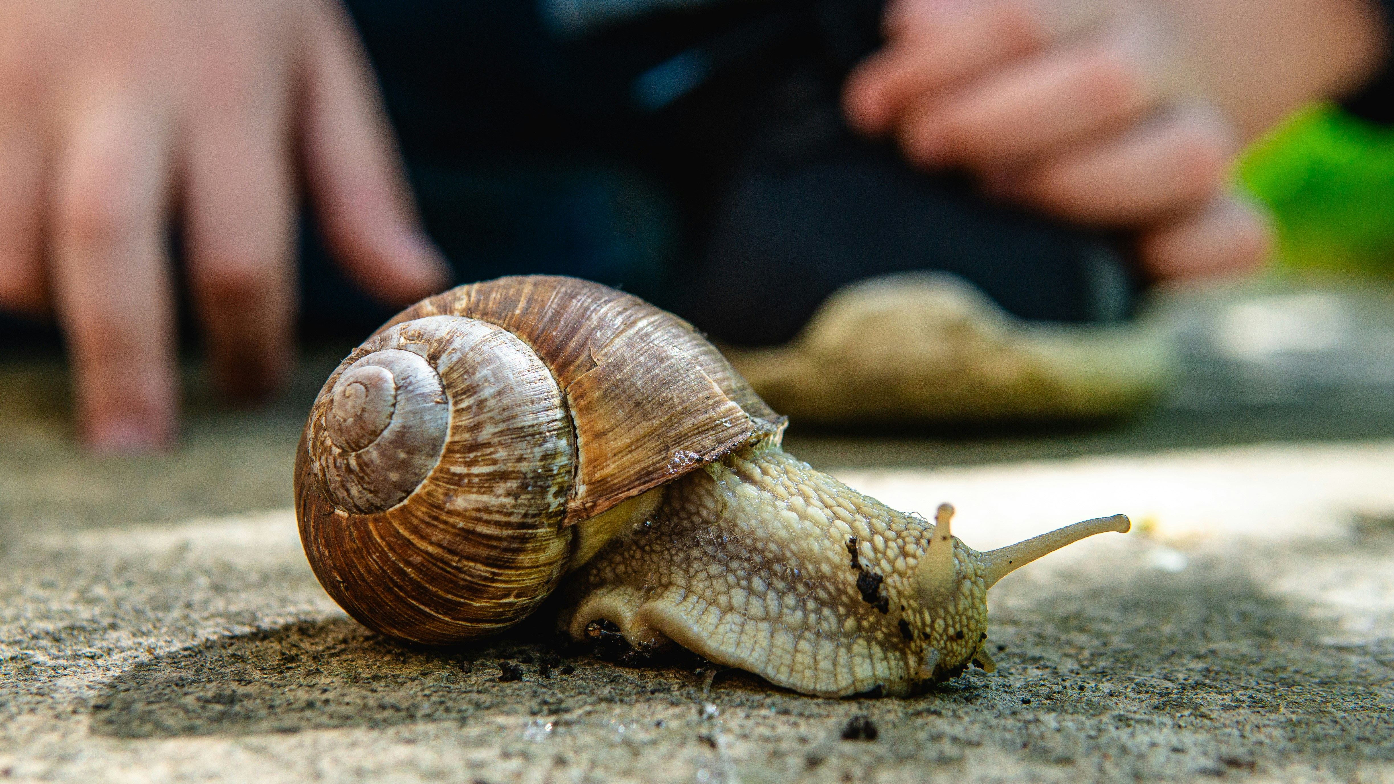 Macro moment: a garden snail inches along a sunlit stone as curious hands hover
