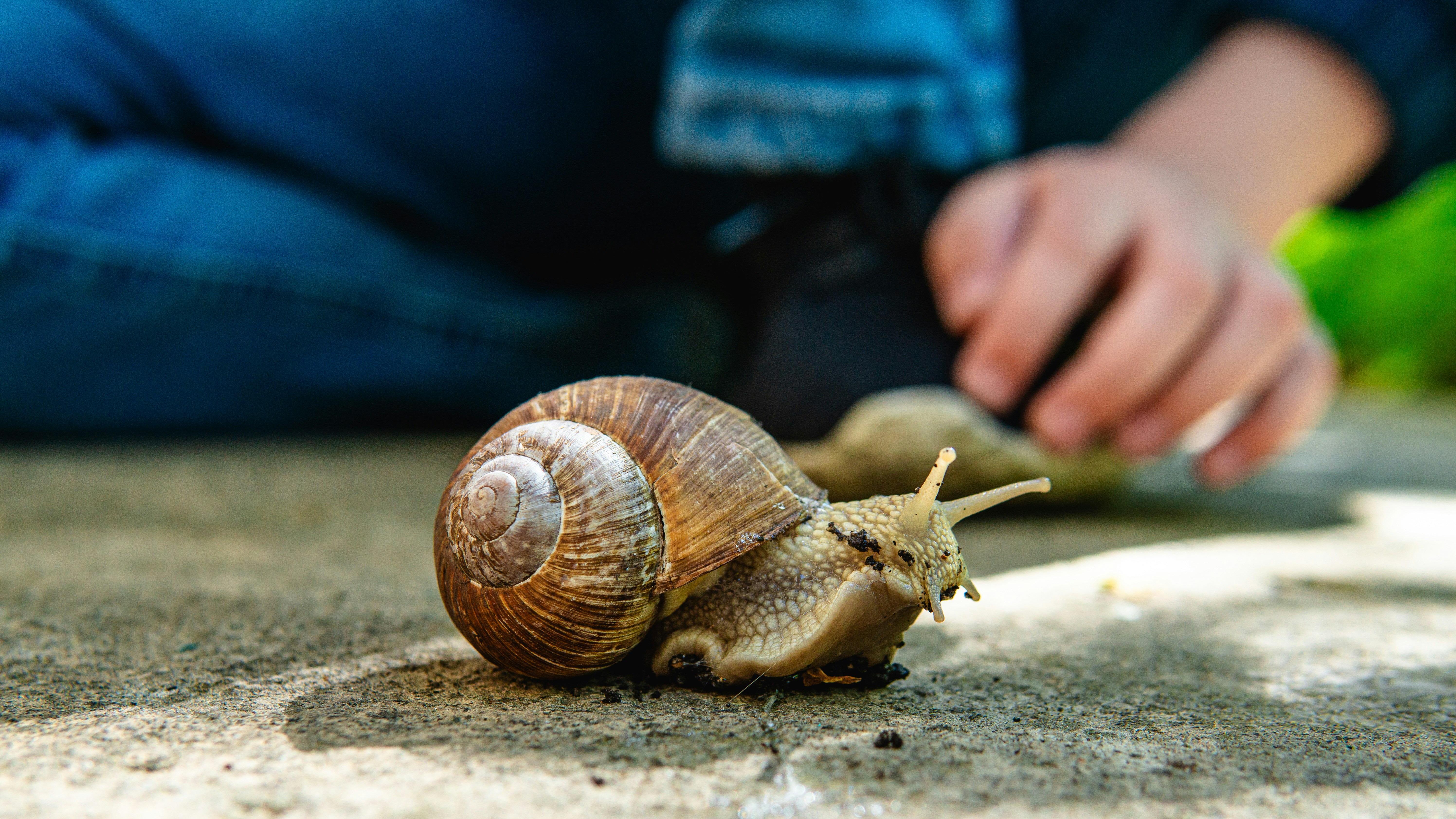 Sunlit Snail on Concrete: Texture, Scale, and a Quiet Bystander