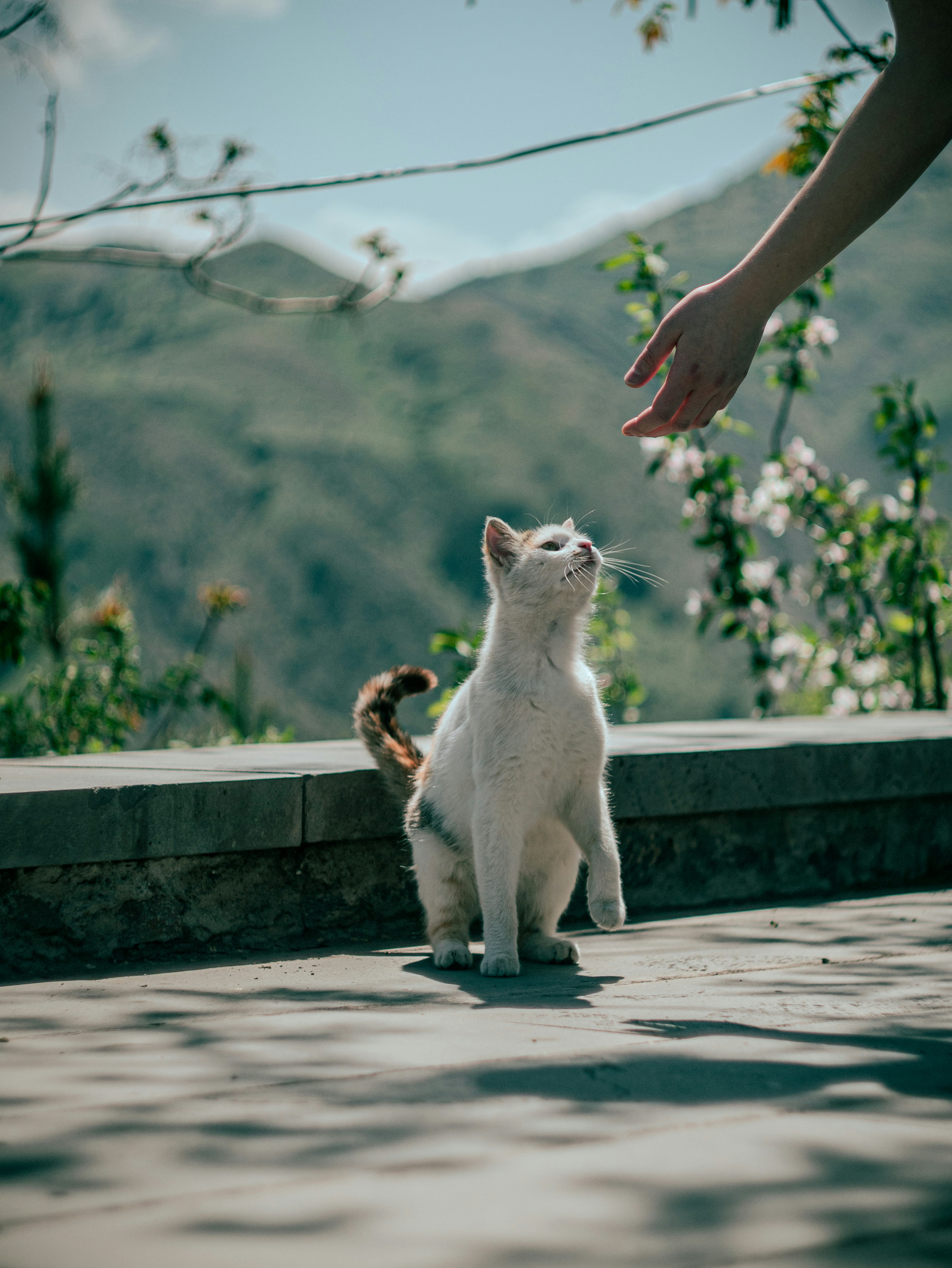 A person reaching out to pet a cat photo – Free Yerevan Image on Unsplash