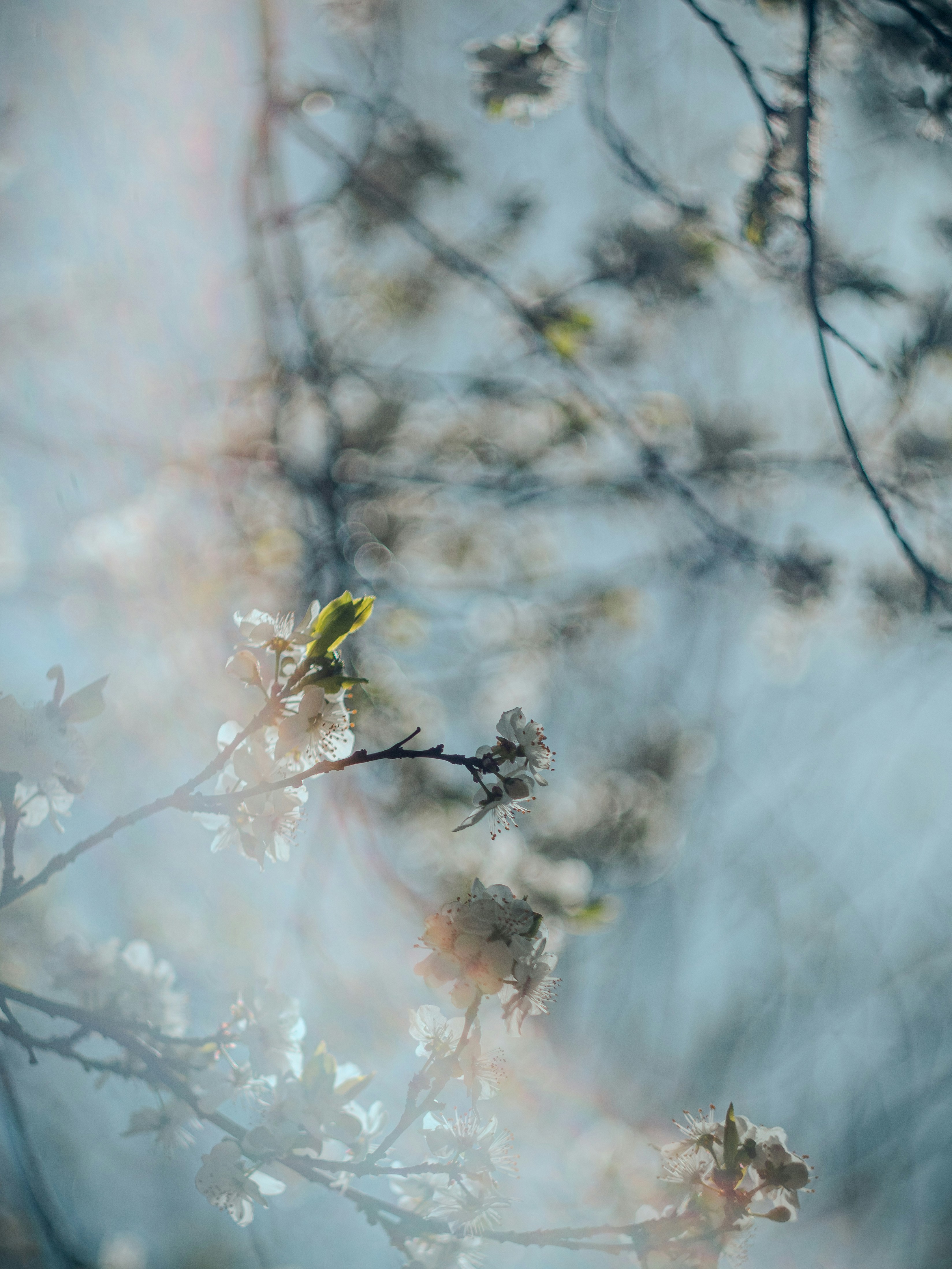a bird sitting on a branch of a tree