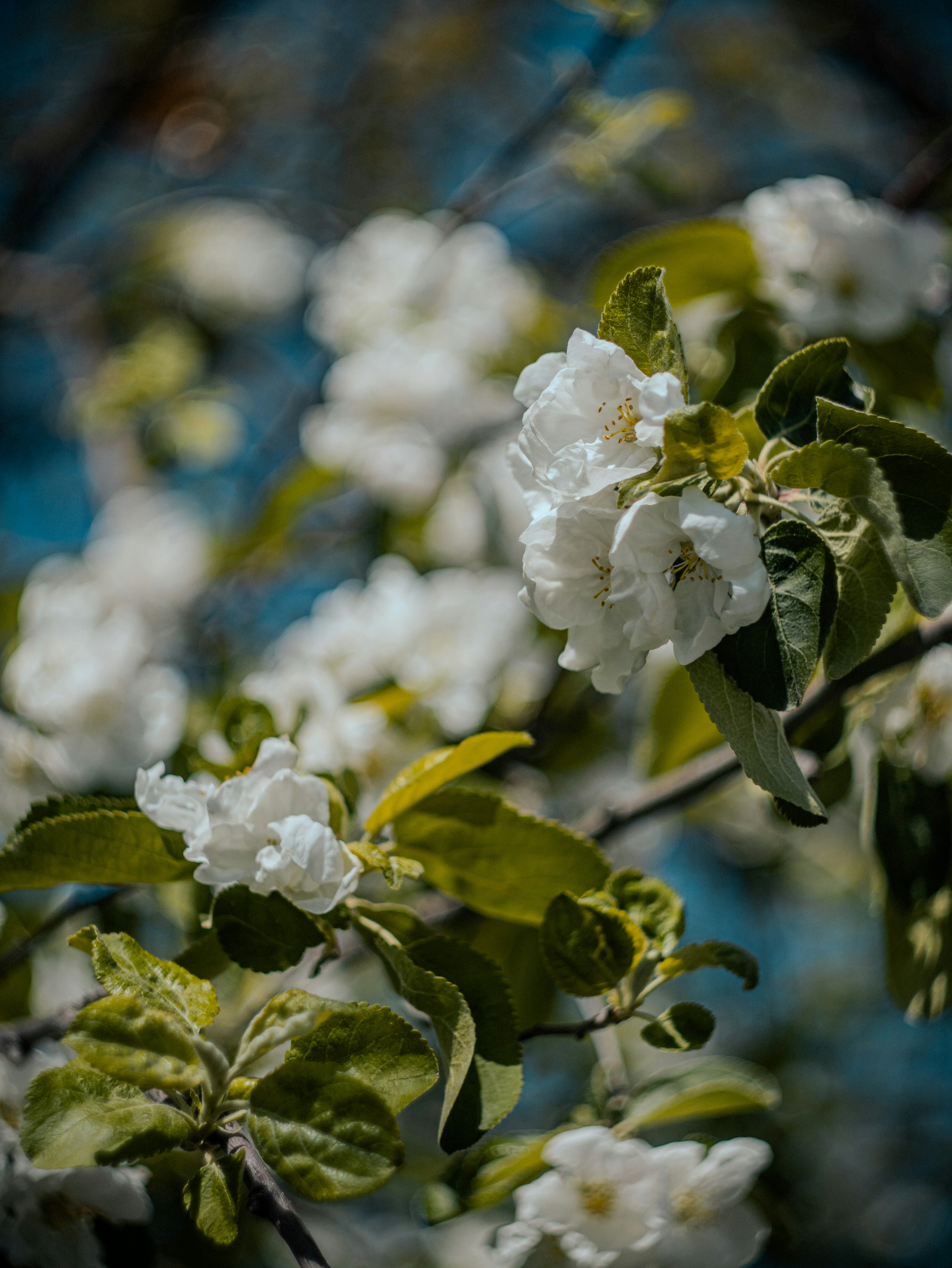 Sunlit Apple Blossoms: A Quiet Moment on the Branch