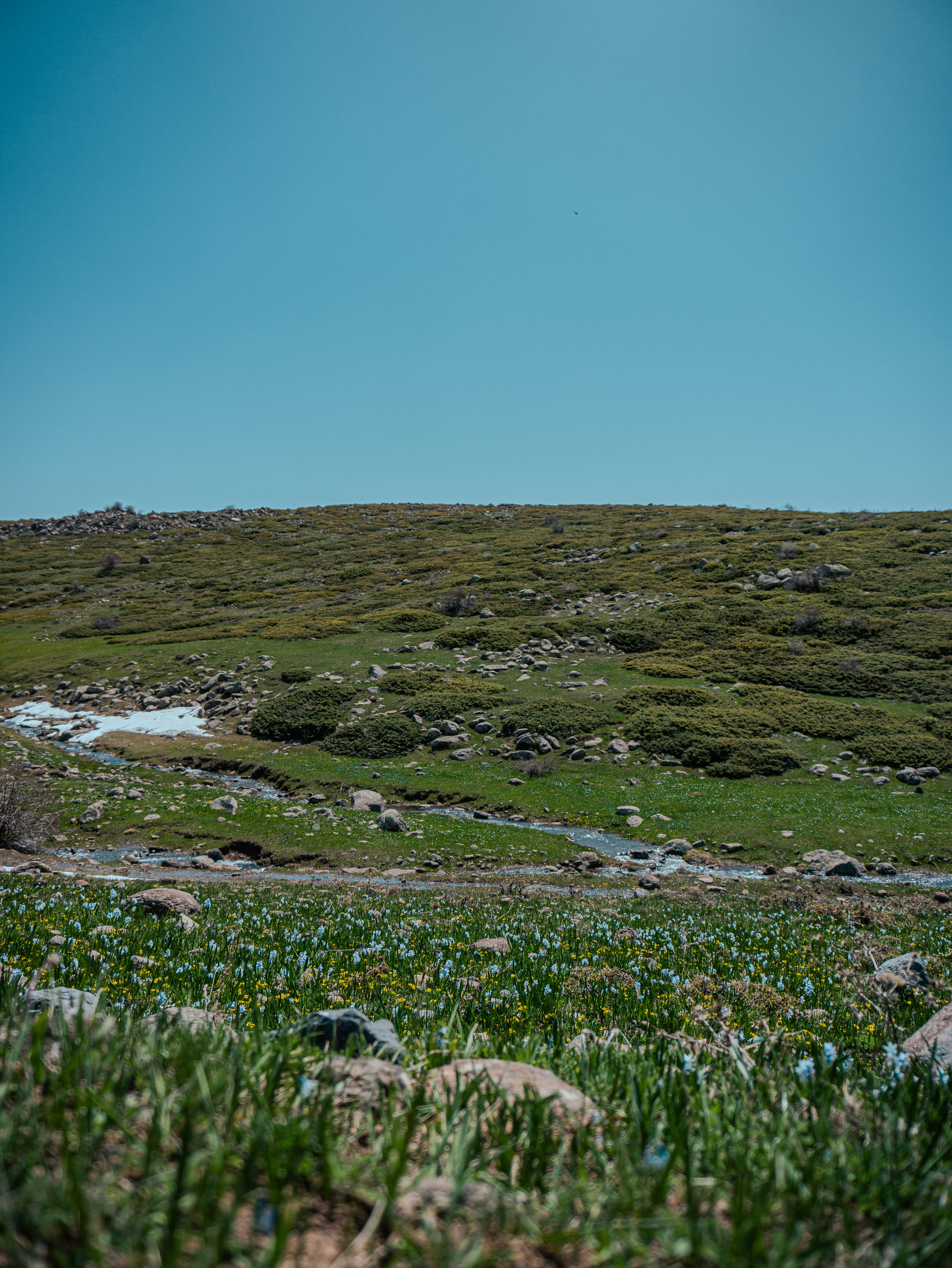 Rocks and Wildflowers: A Quiet Alpine Meadow Under Open Sky