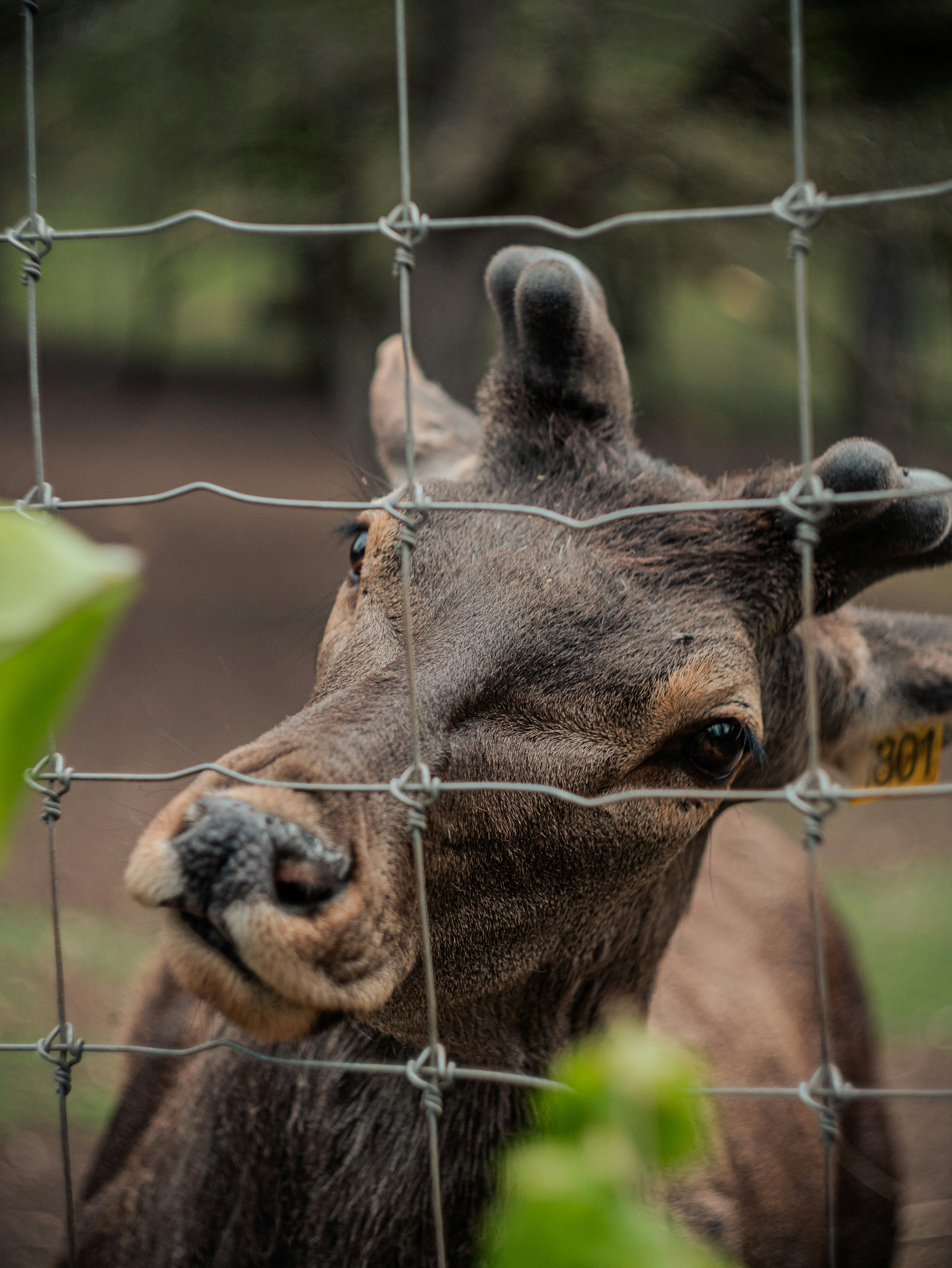 Through the Mesh: a close-up moose peering over the fence