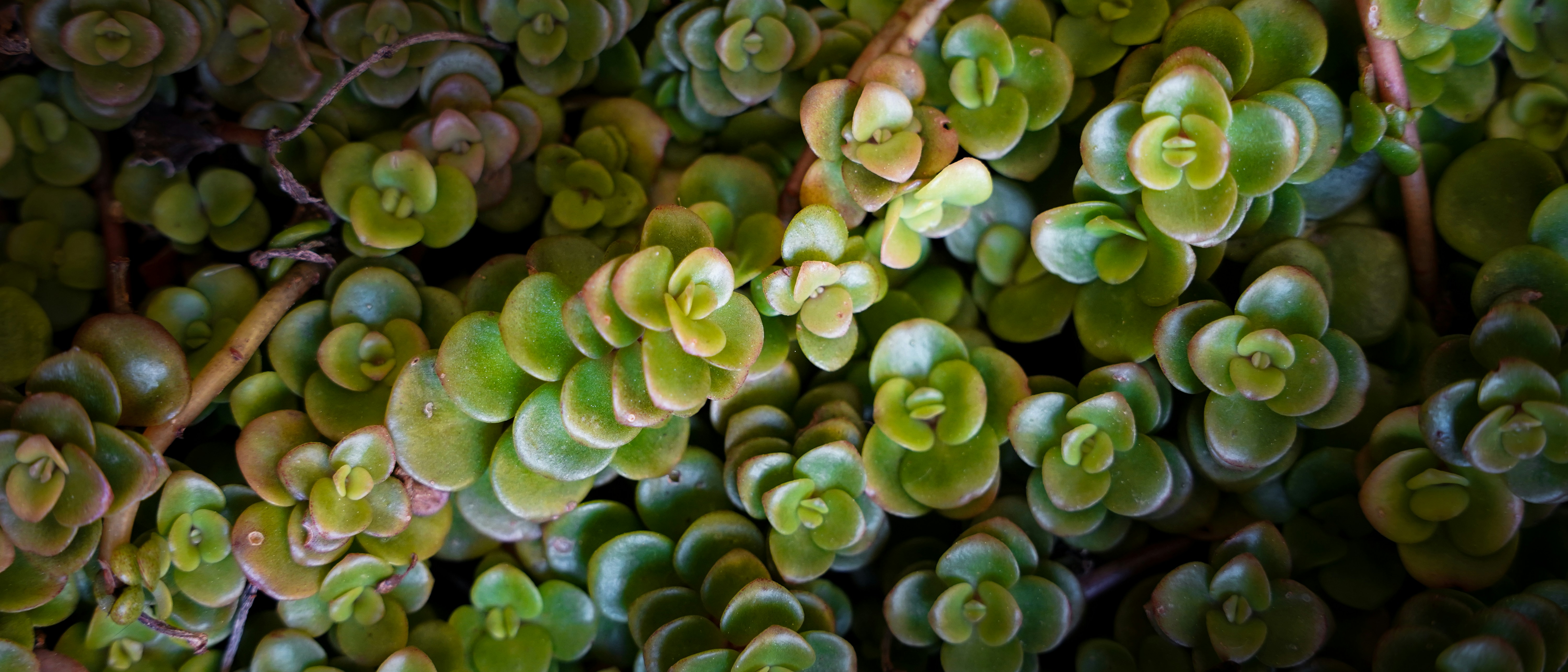 Verdant Rosette Mosaic: Close-Up of Groundcover Succulents