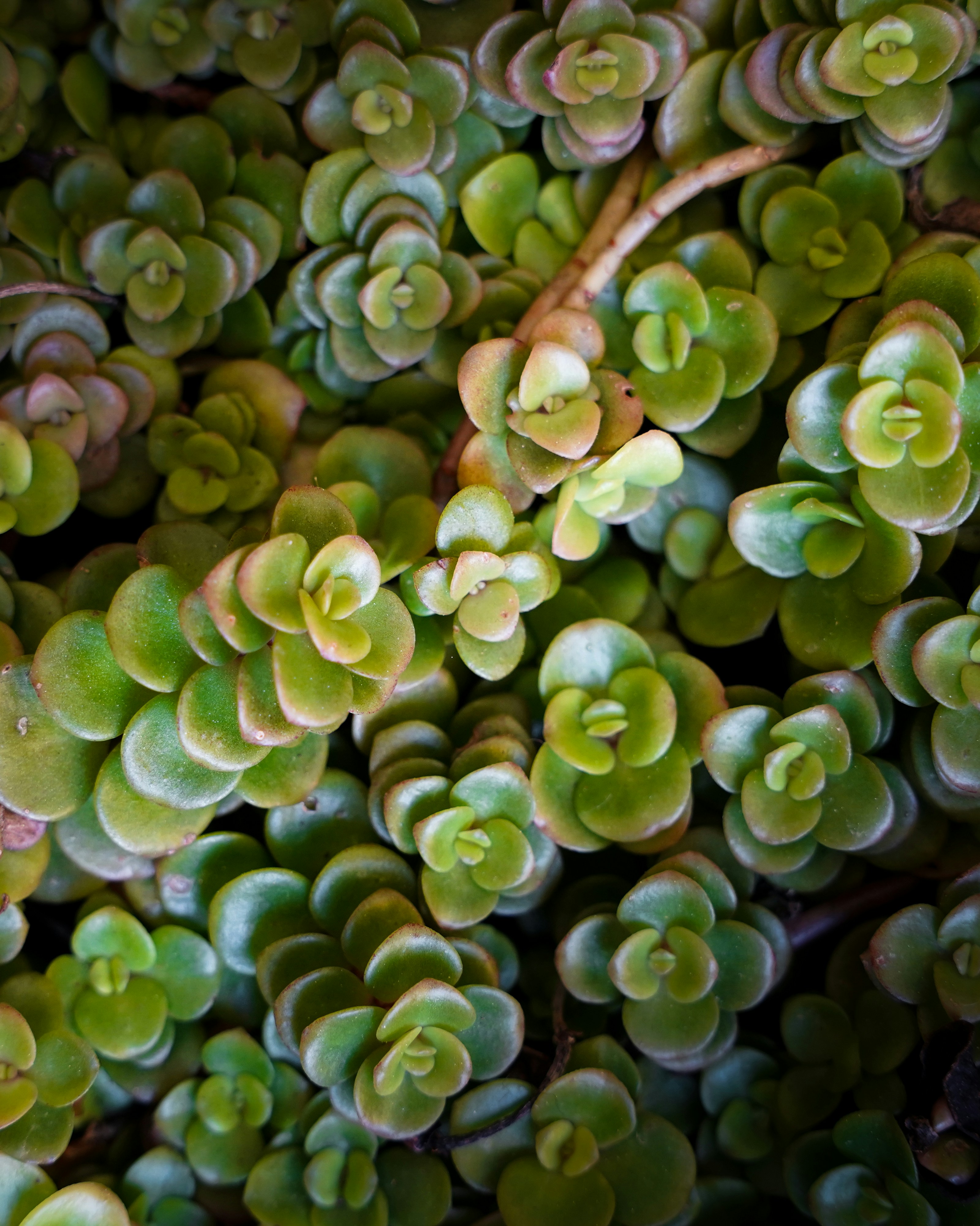 Verdant Rosette Mosaic: Macro Portrait of Sedum Whorls