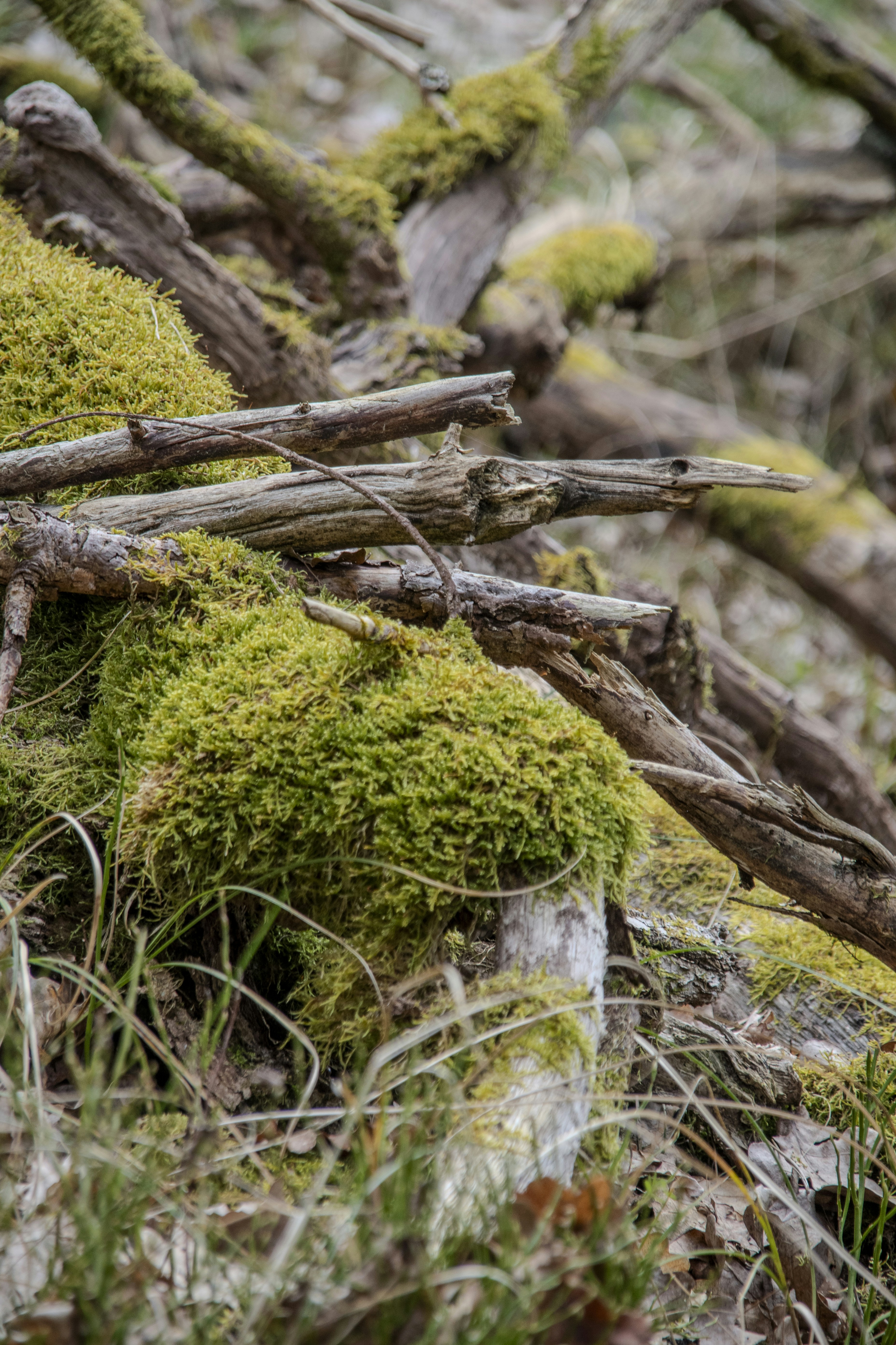 A bunch of branches that are covered in moss photo – Free Plant Image ...