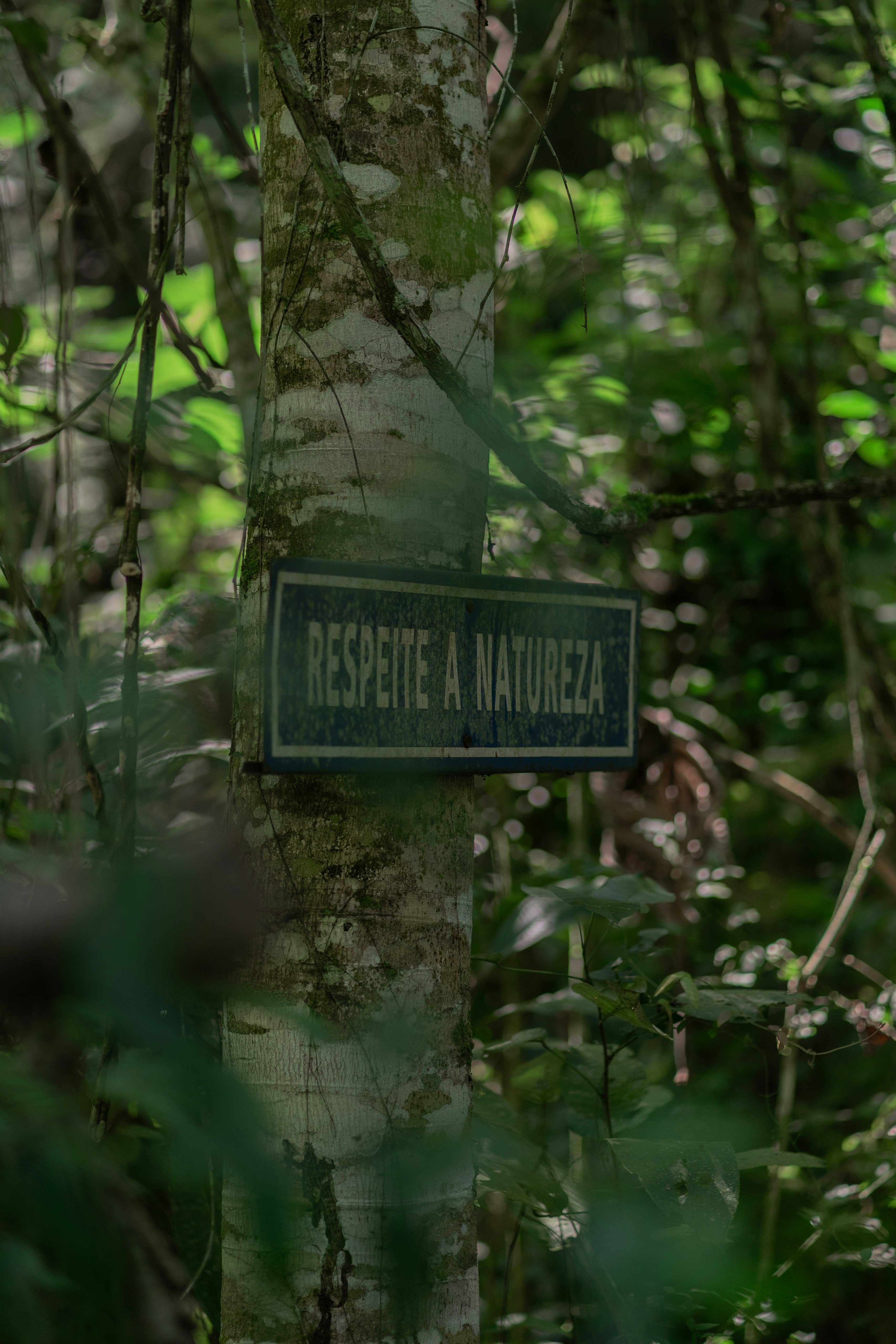 Moss-Guarded Sign on a Forest Trunk: A Quiet Plea to Respect Nature