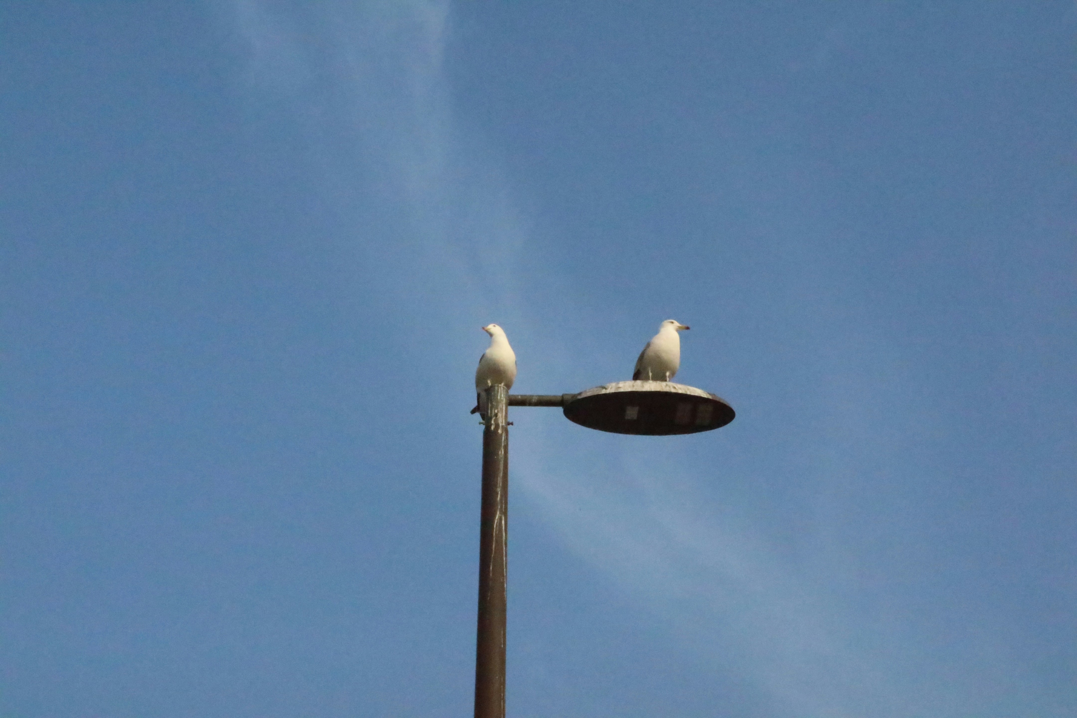 Two Seagulls Perch Above a Streetlamp Against a Clear Blue Sky