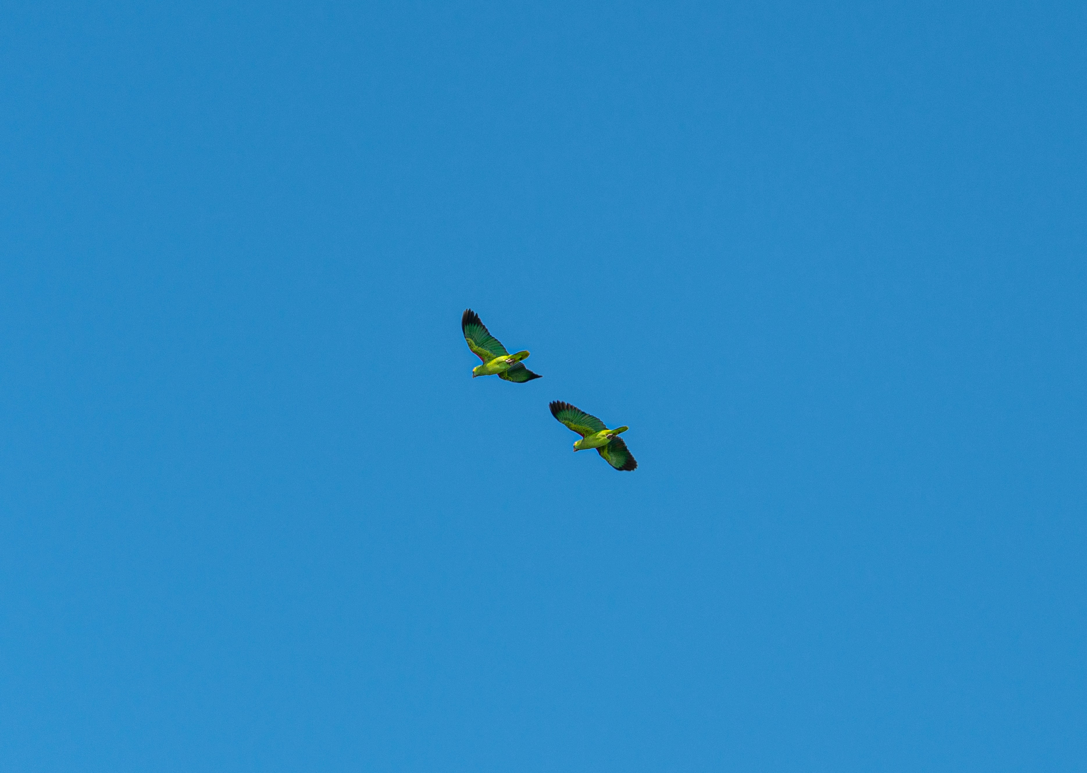 Emerald Flight over a Cerulean Canvas
