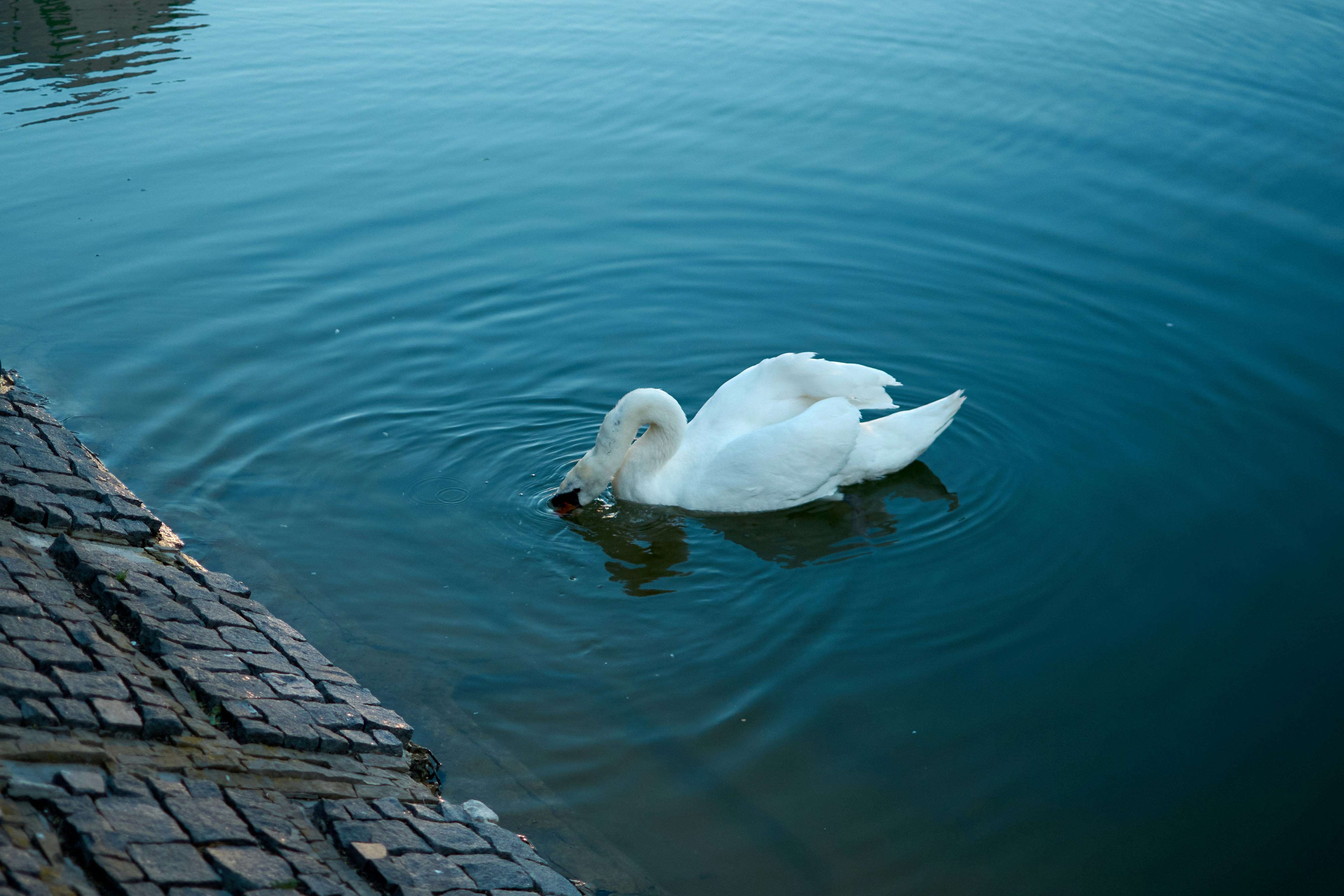 Teal Reflections: A solitary swan gliding by a stone jetty