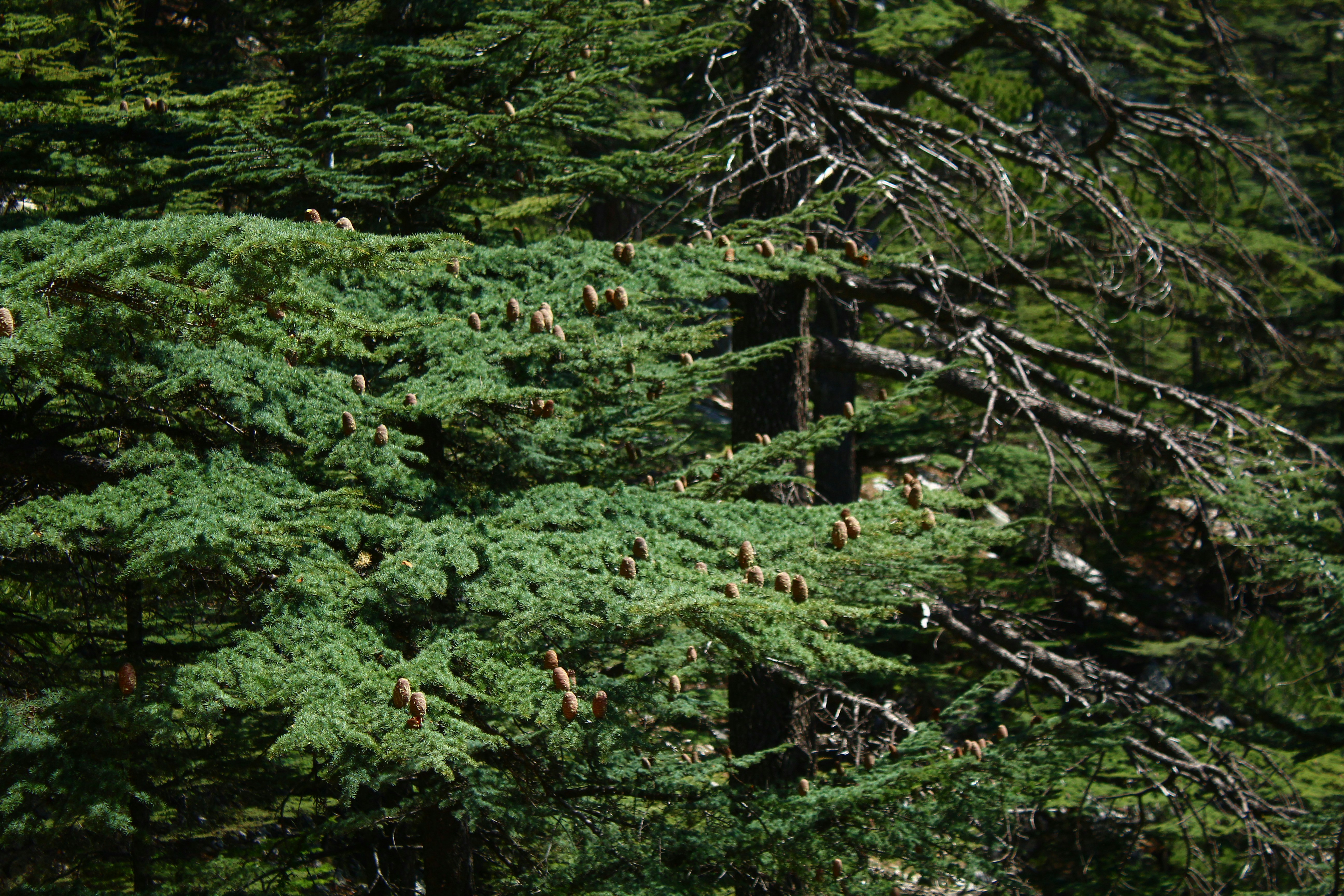 Branch-bound Squirrels: A Quiet Parade Across the Pine Canopy