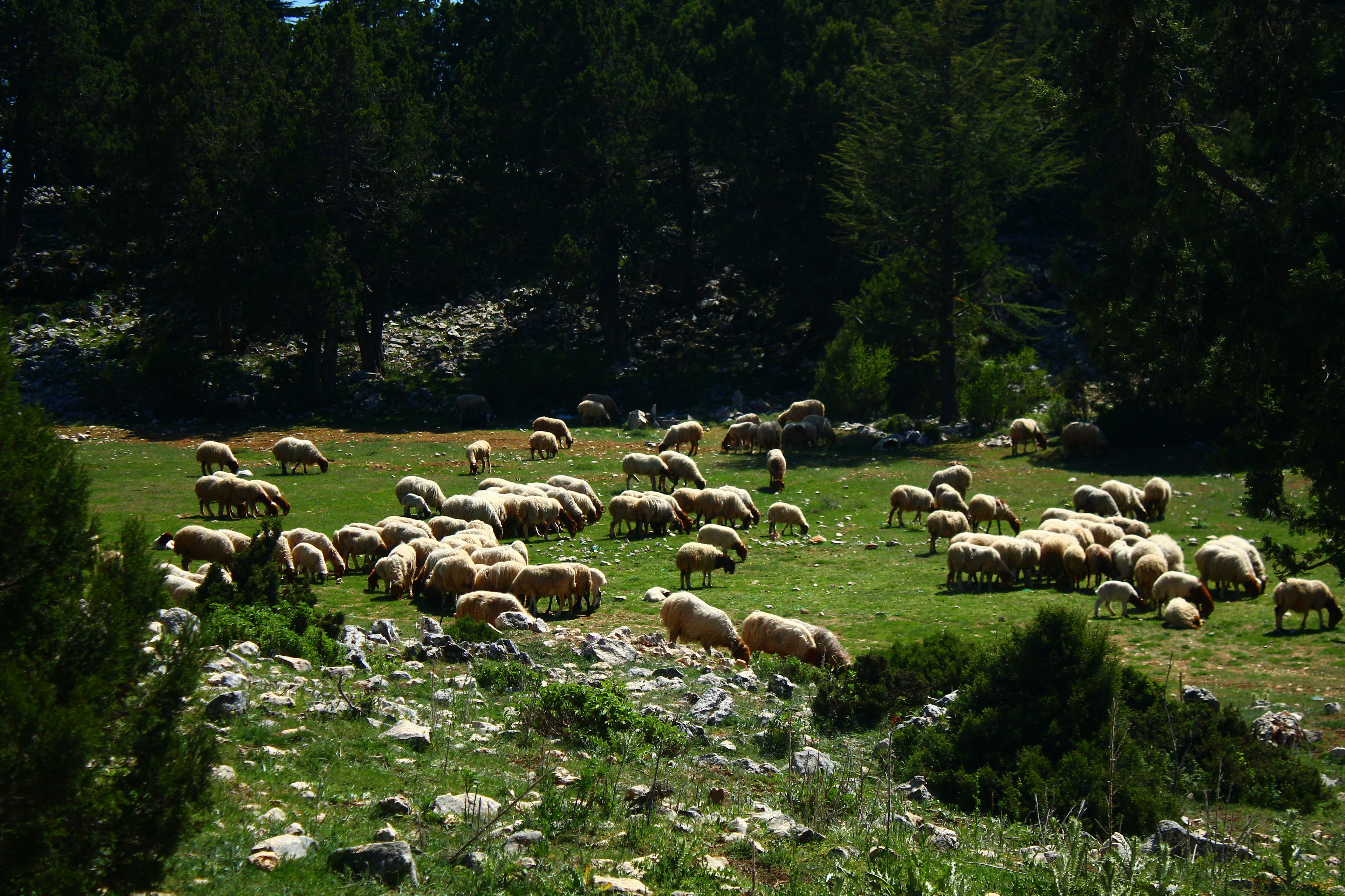 Herding Light on a Sunlit Alpine Meadow
