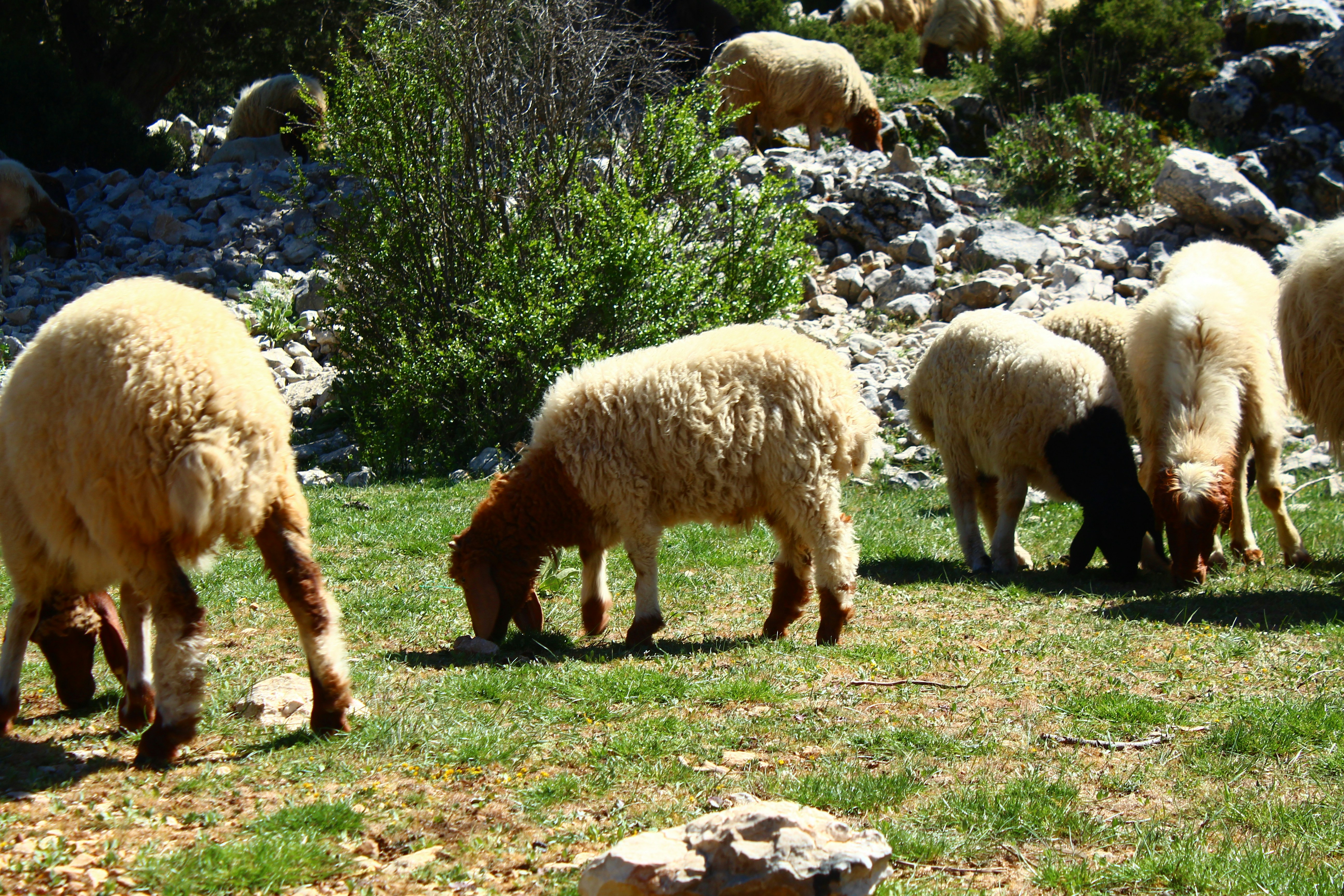 Photo by Seval Torun with Canon EOS 4000D