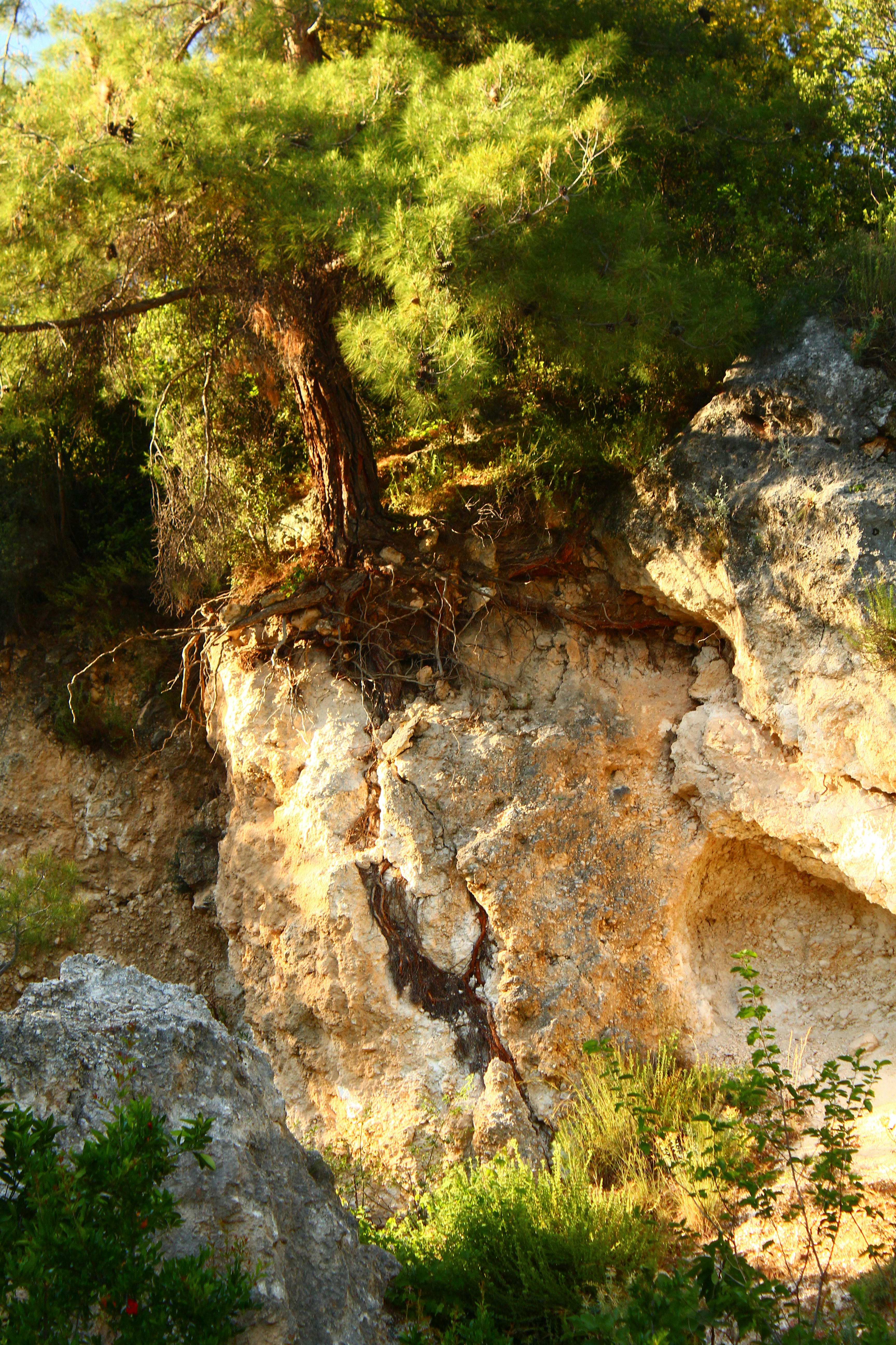 Sunlit rocky cliff with exposed roots and a hardy pine clinging to the edge, framed by rugged stone and undergrowth.