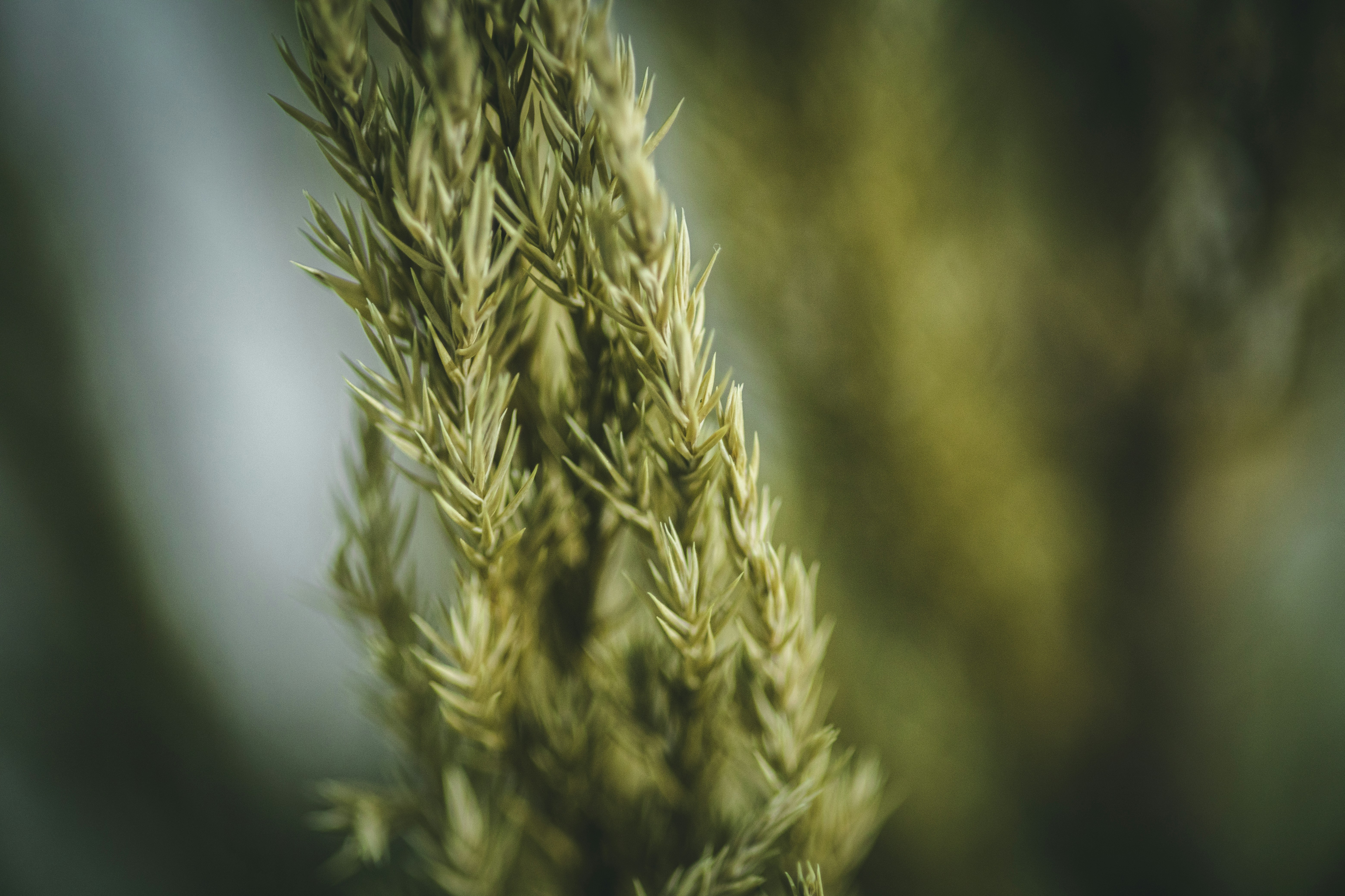 Close-Up Grass Head: Velvet Seedlets in a Quiet Green Field