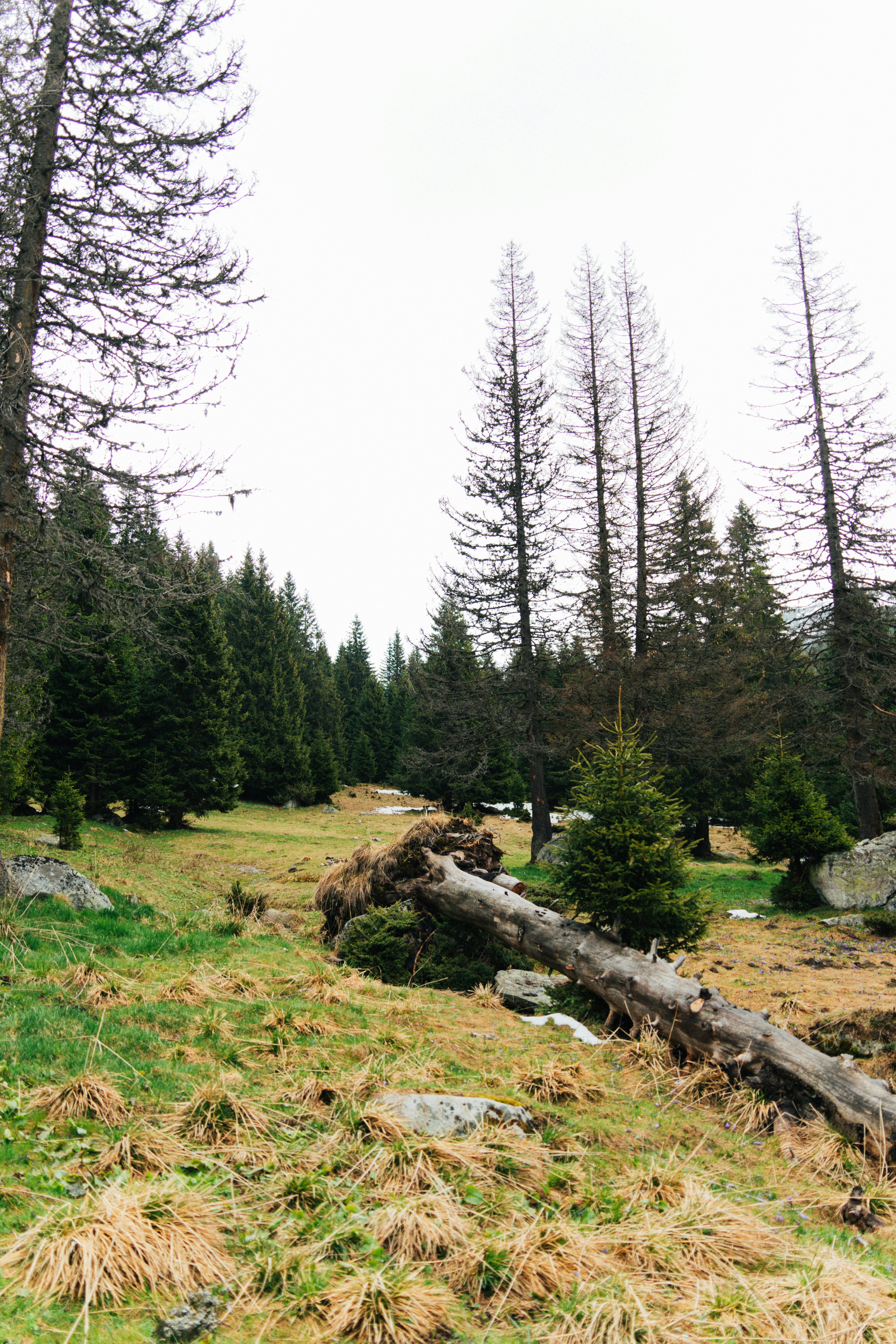 Diagonal Driftwood Spanning a Pine Forest Clearing