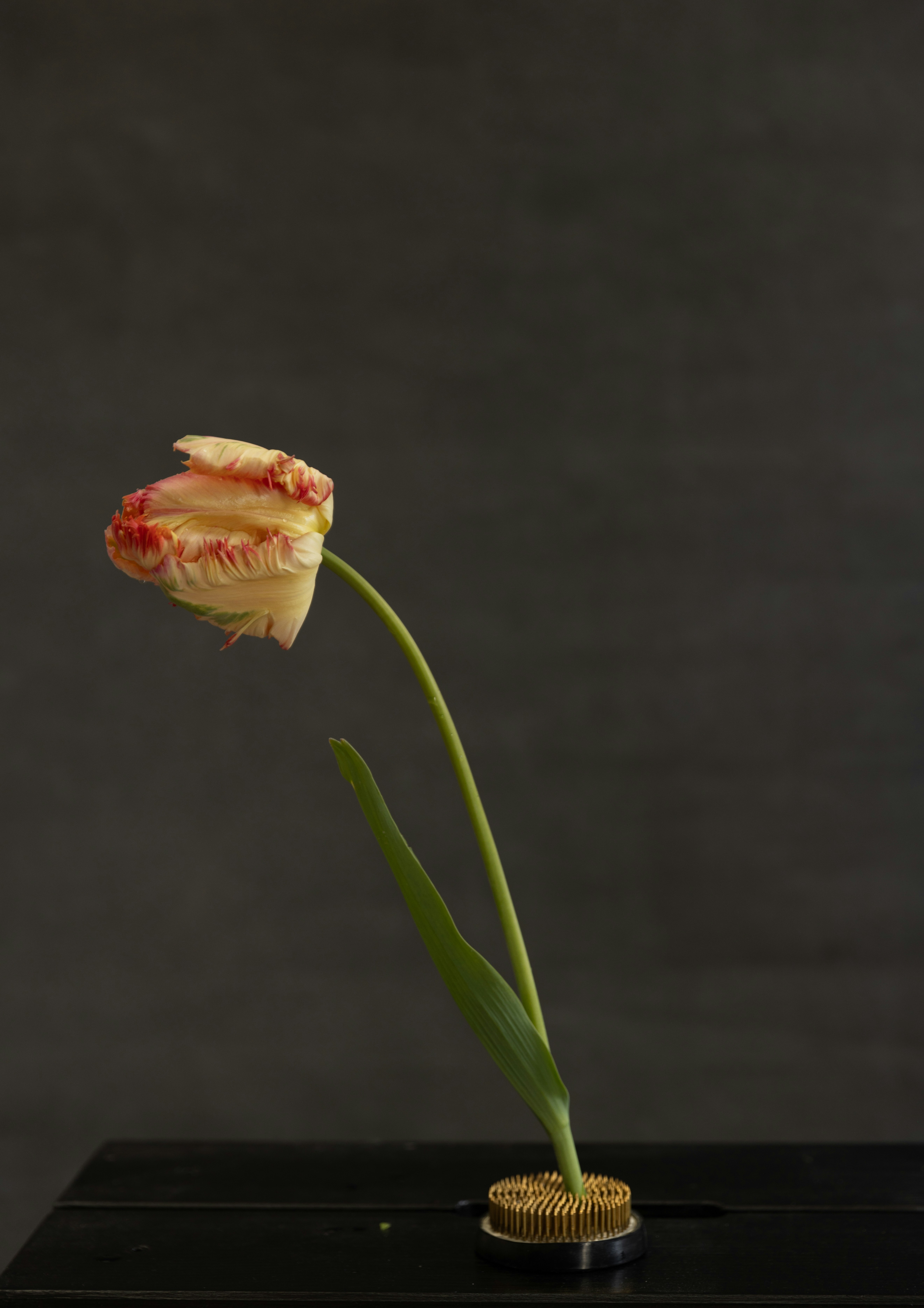 A single flower is in a vase on a table photo – Free Flower Image on ...