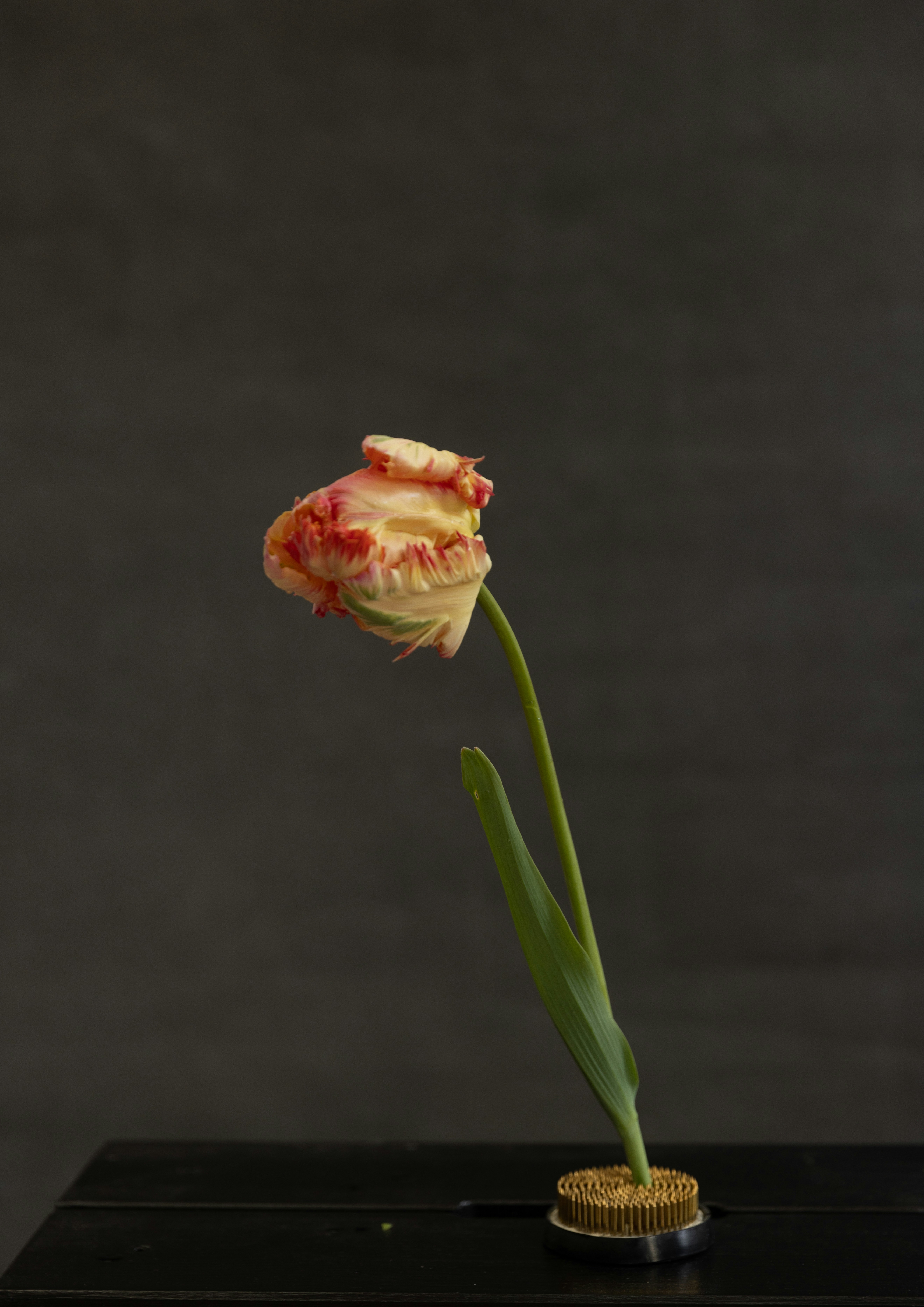 Tulip on dark background