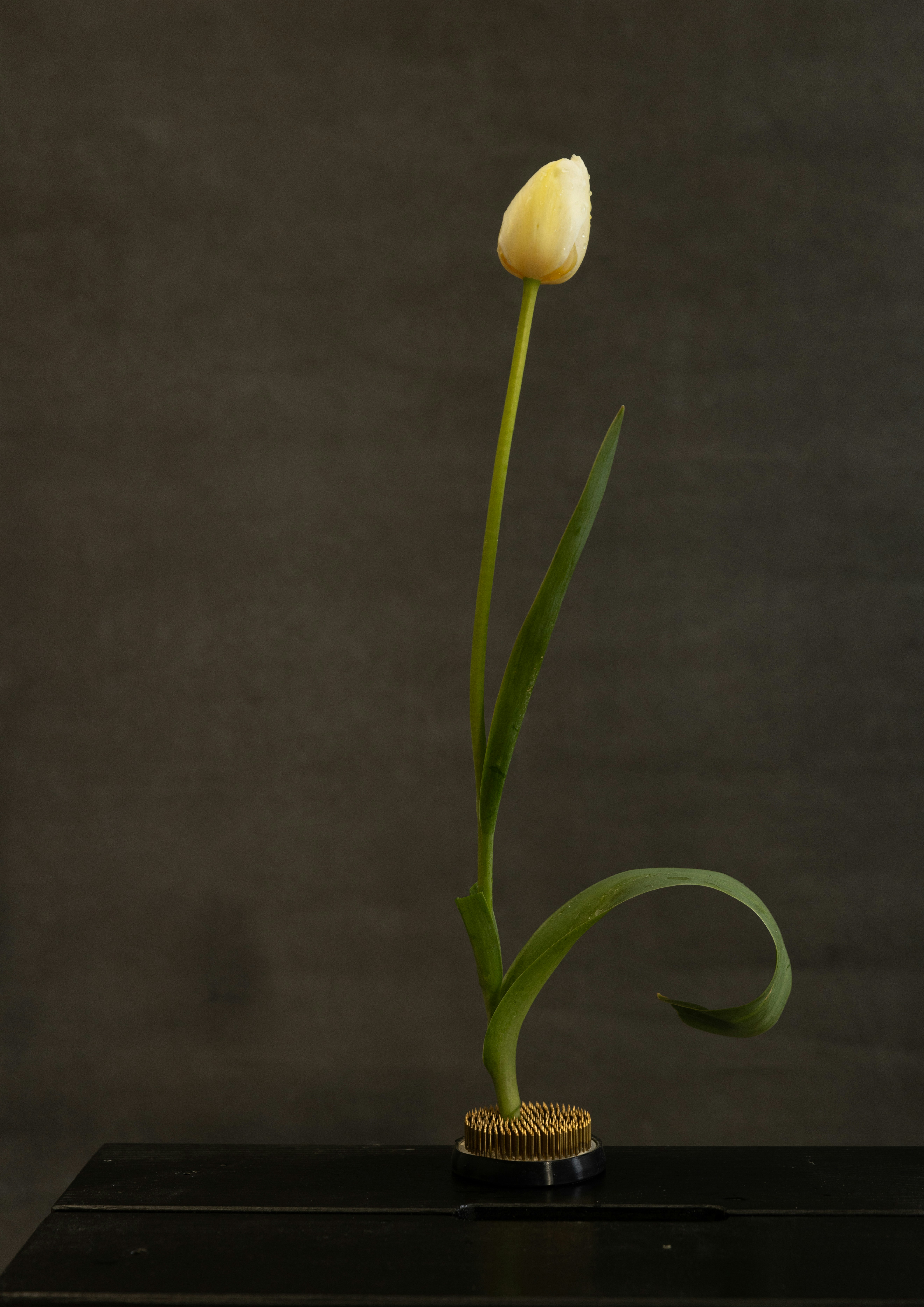 Tulip on dark background