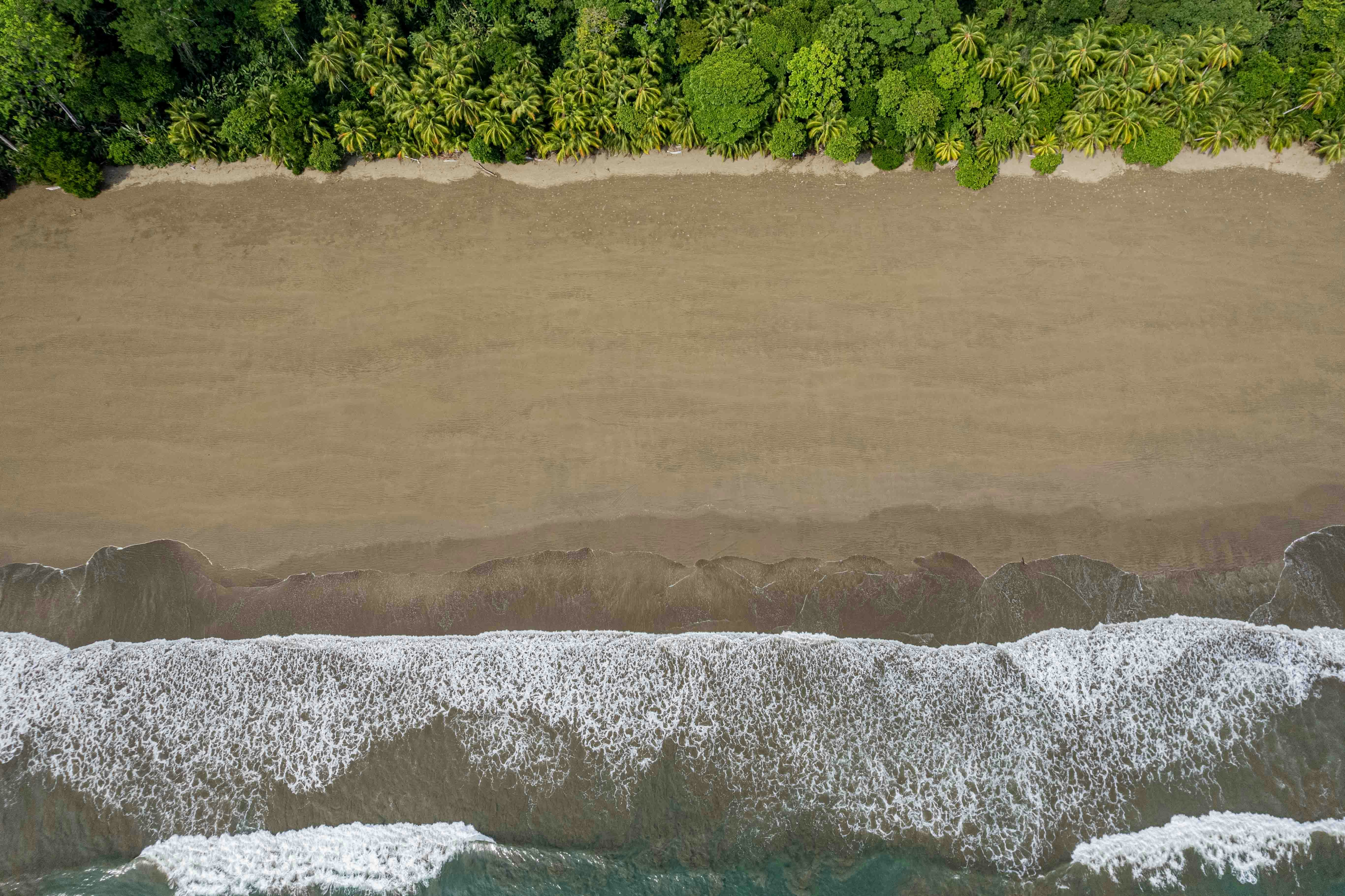 Verdant Margin: Aerial Slice Through Forest, Sand, and Surf