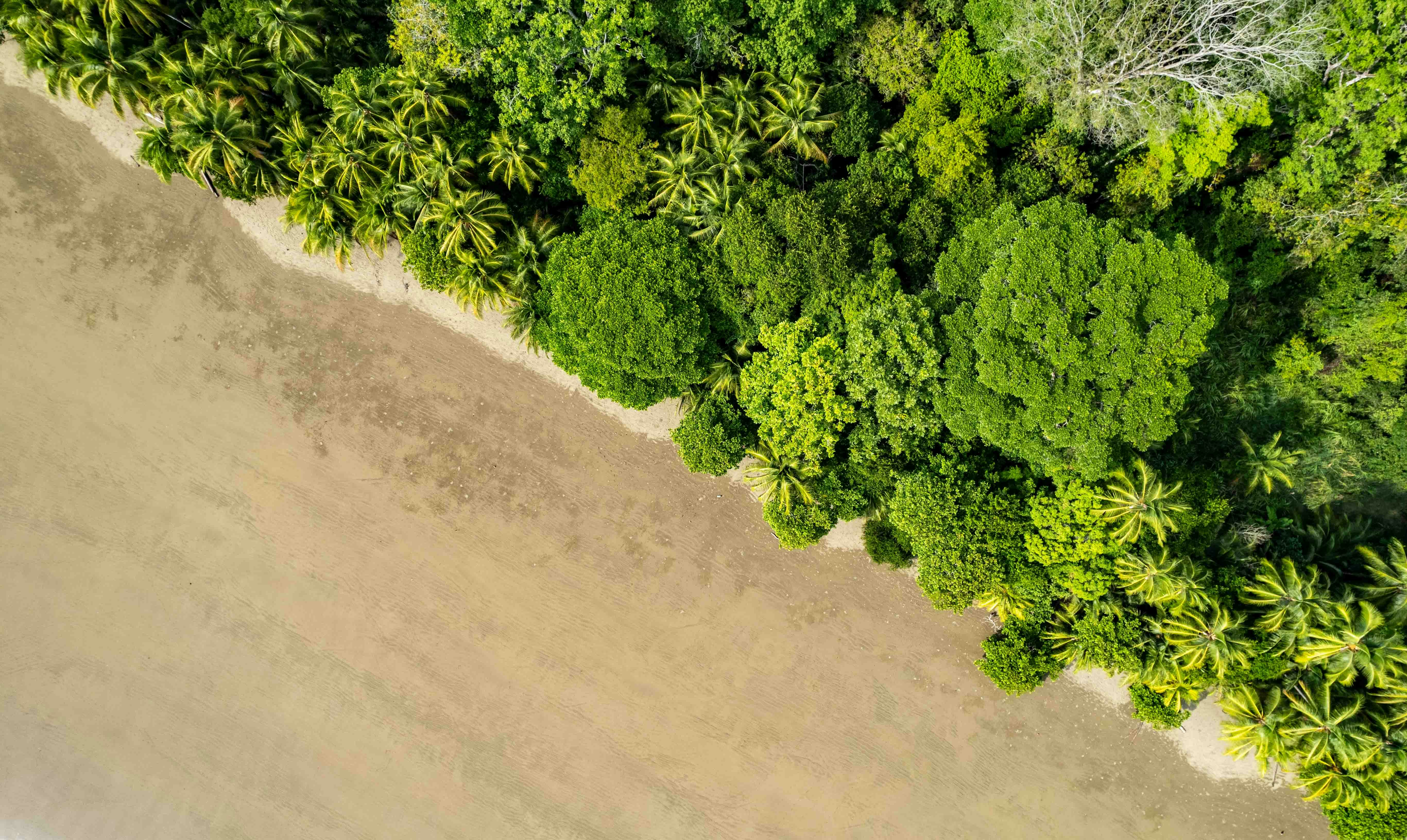 A drone captures an aerial view of a lush tropical forest abutting a sandy beach. The dense green canopy of palm trees contrasts with the golden sands. The composition encapsulates the pristine beauty of an untouched beachfront, illustrating a tranquil and remote natural environment.